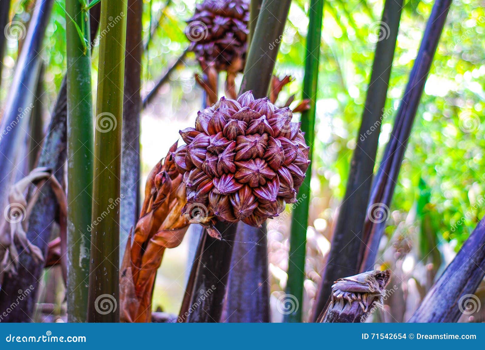 Nypa fruticans stock photo. Image of palm, leaf, colourfully - 71542654