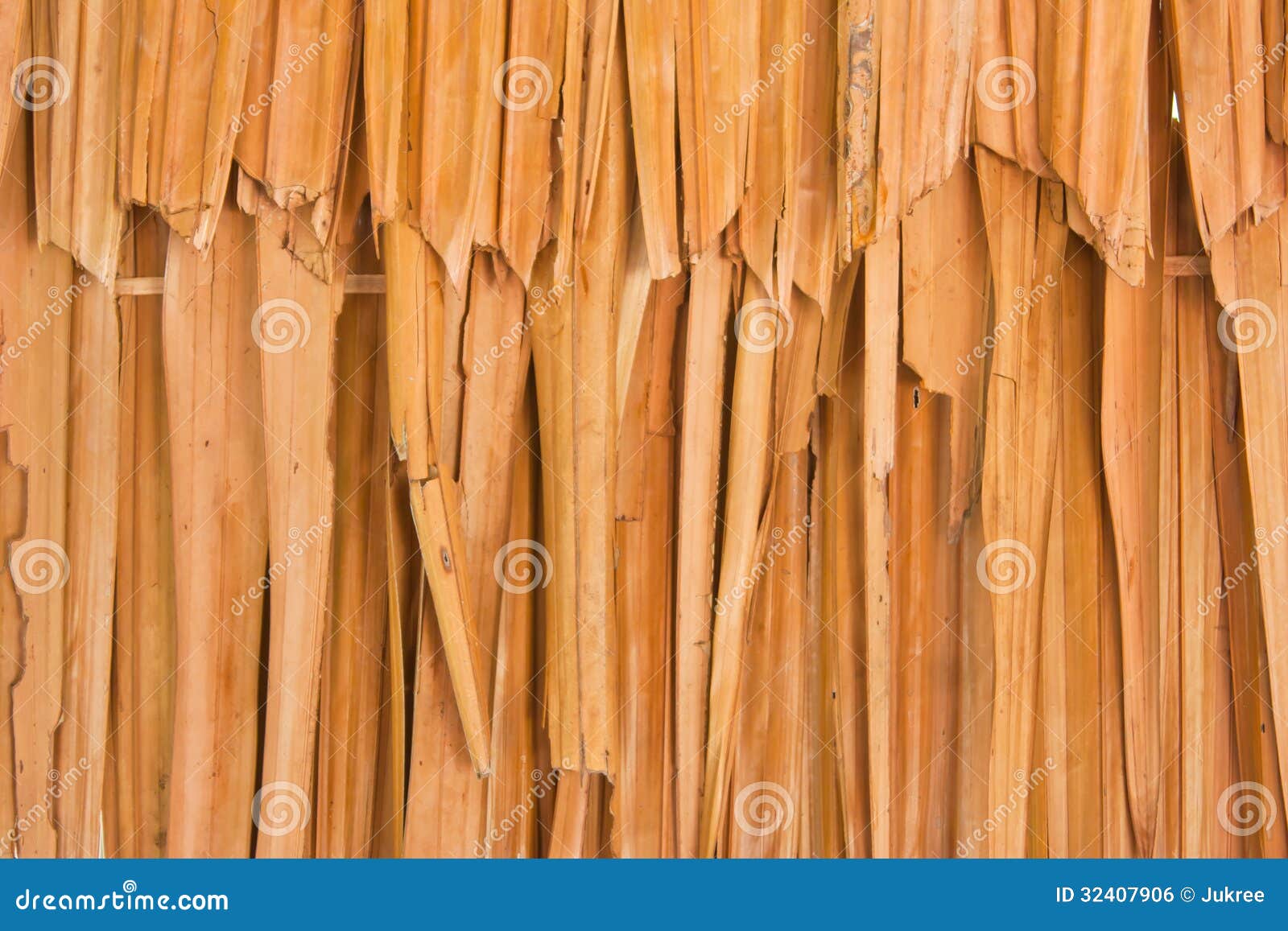 Nypa fruticans, nipa palm stock photo. Image of aging - 32407906