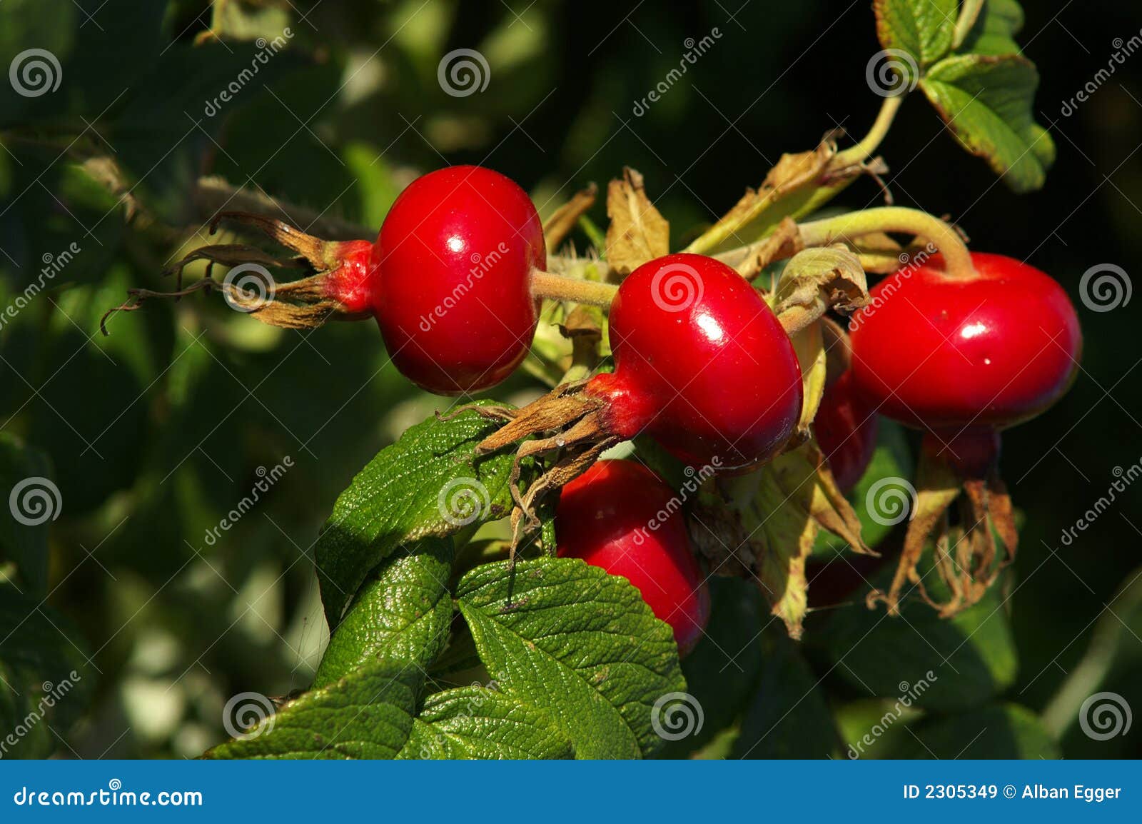 Nypon fotografering för bildbyråer. Bild av steg, växt - 2305349