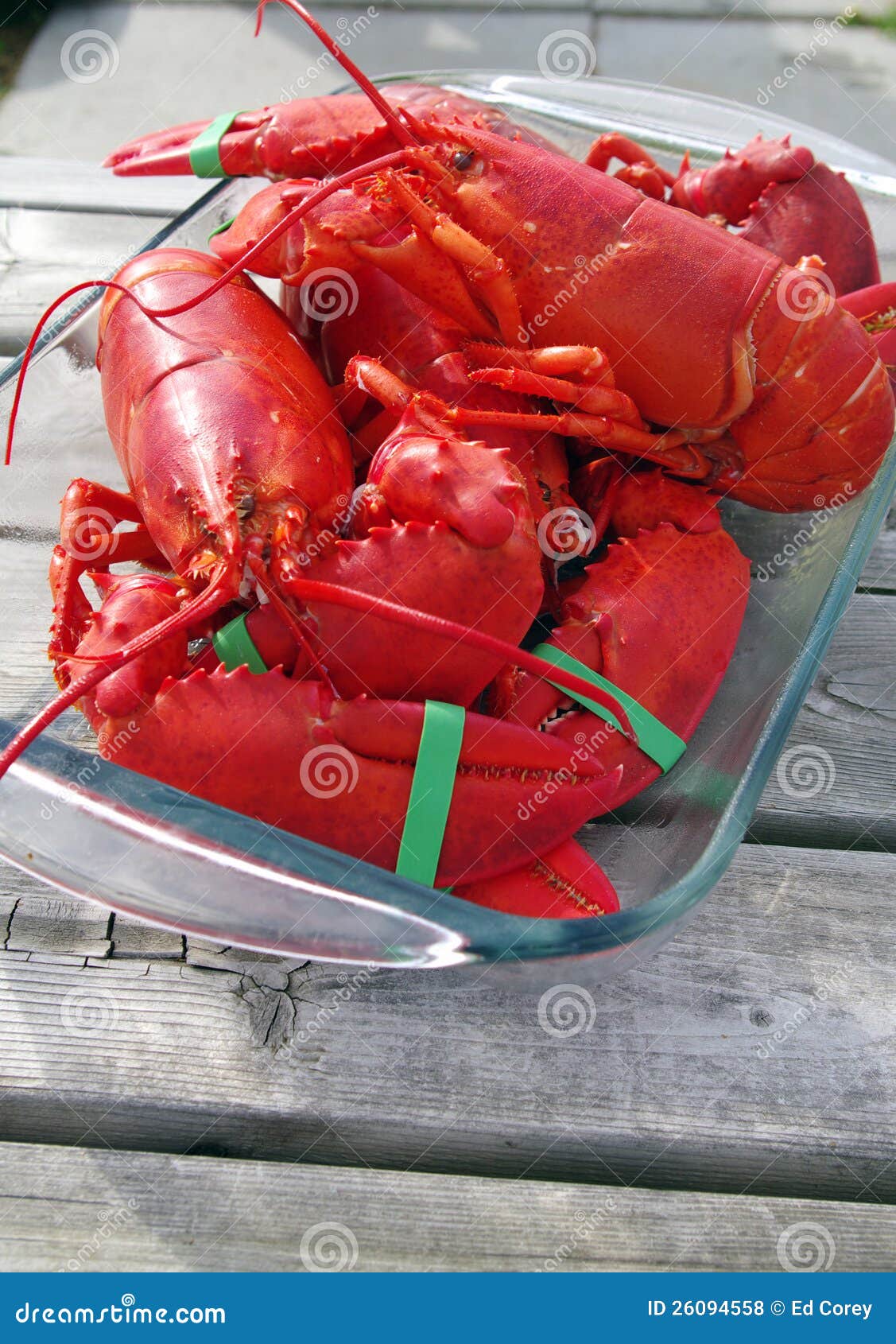 Nytt lagad mat hummer arkivfoto. Bild av rött, koka, smakligt - 26094558