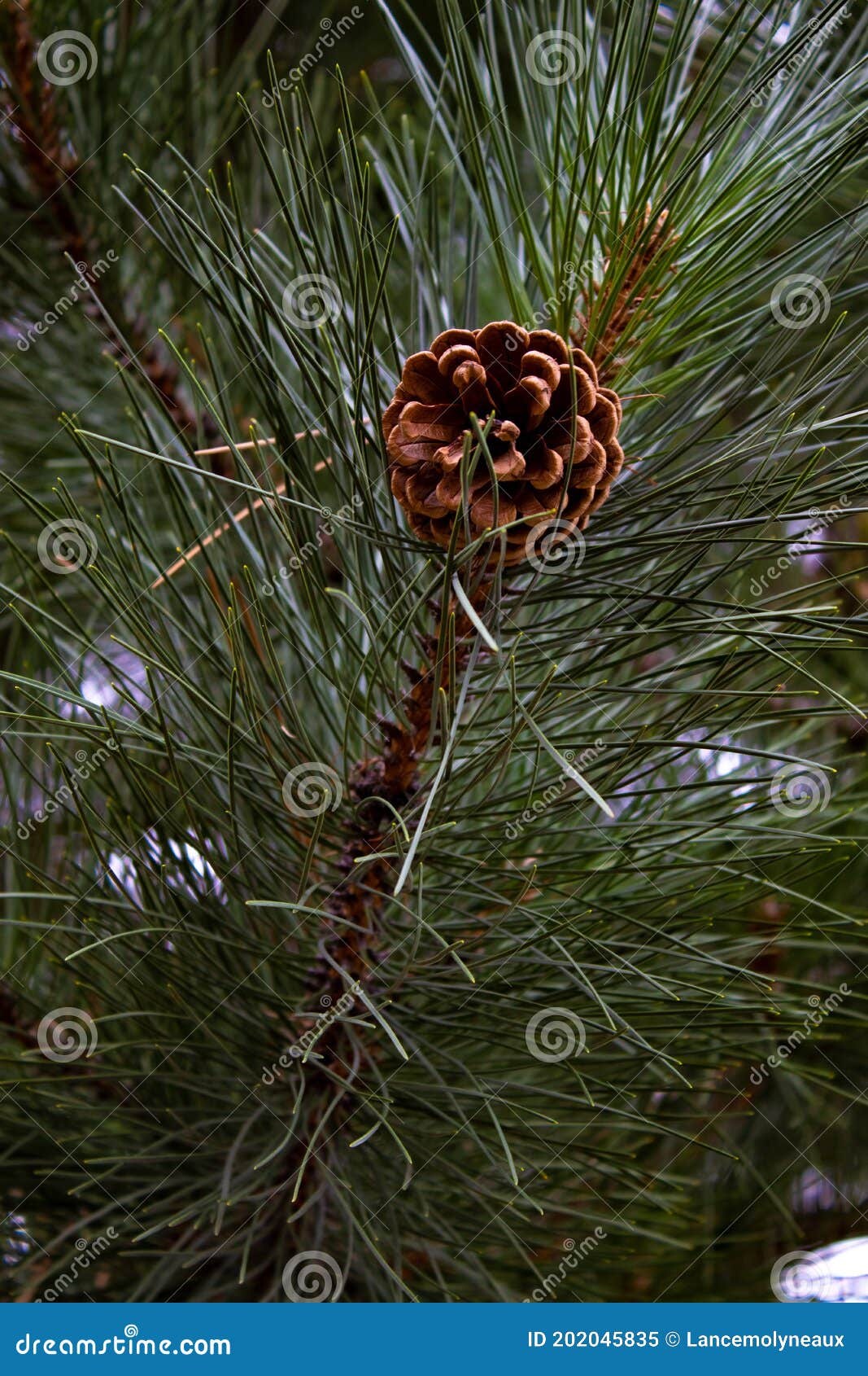 NZ Pine Cone Grows on End of Branch Stock Image - Image of seasonal ...