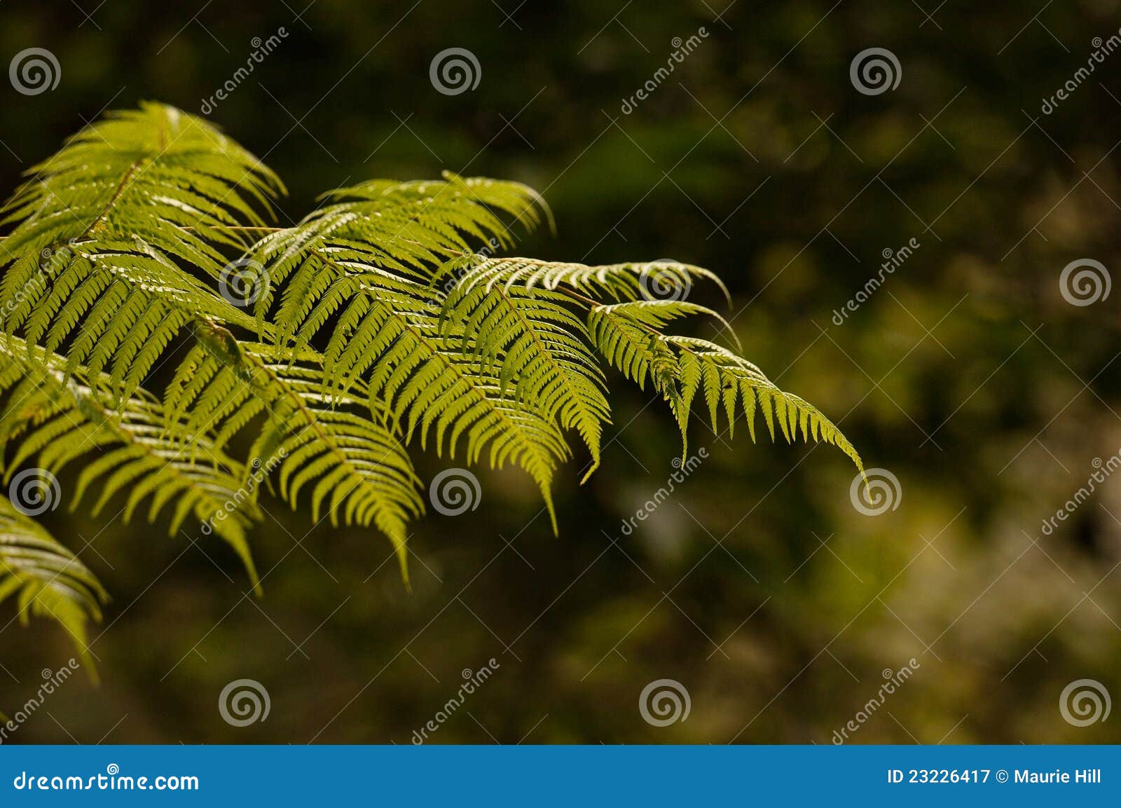 Silver Fern Leaves Background Stock Image | CartoonDealer.com #71206693