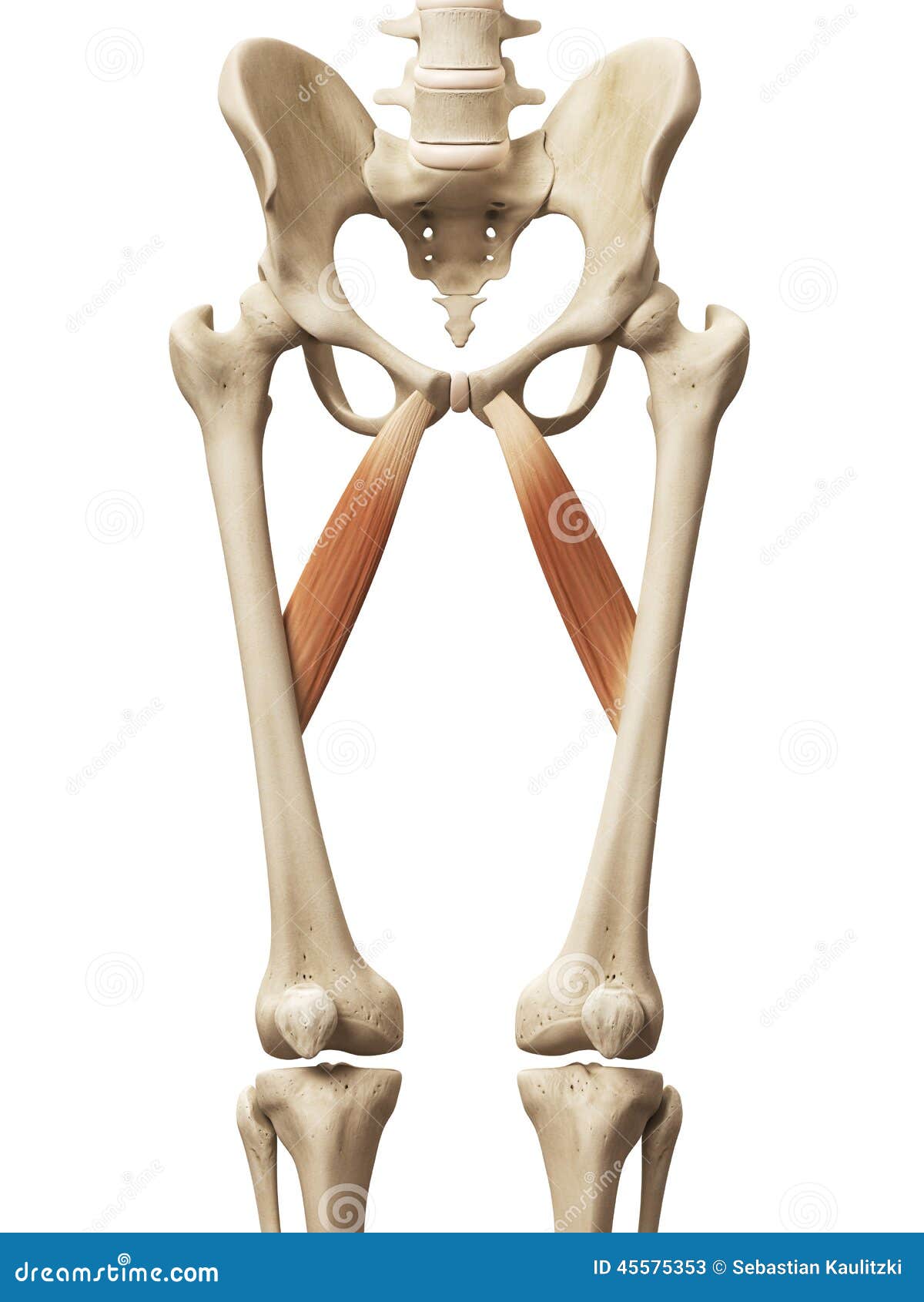 O abdutor brevis ilustração stock. Ilustração de anatomia - 45575353