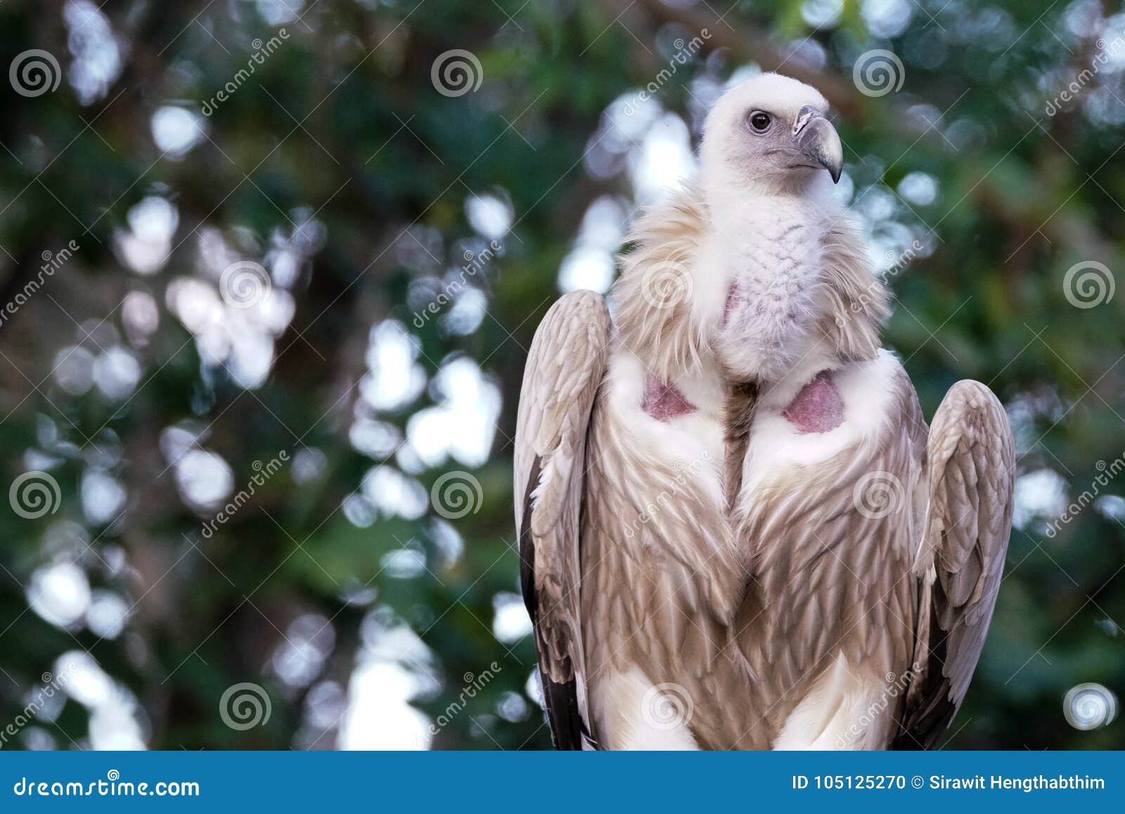 O abutre branco na selva foto de stock. Imagem de naughty - 105125270