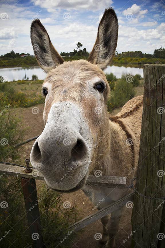 O asno foto de stock. Imagem de inteligente, fazenda - 40088712