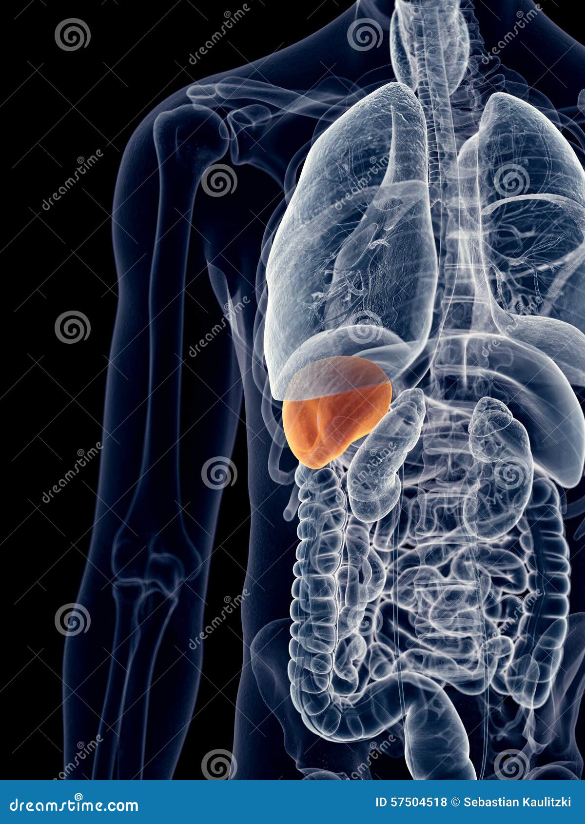 O baço ilustração stock. Ilustração de corpo, anatomia - 57504518