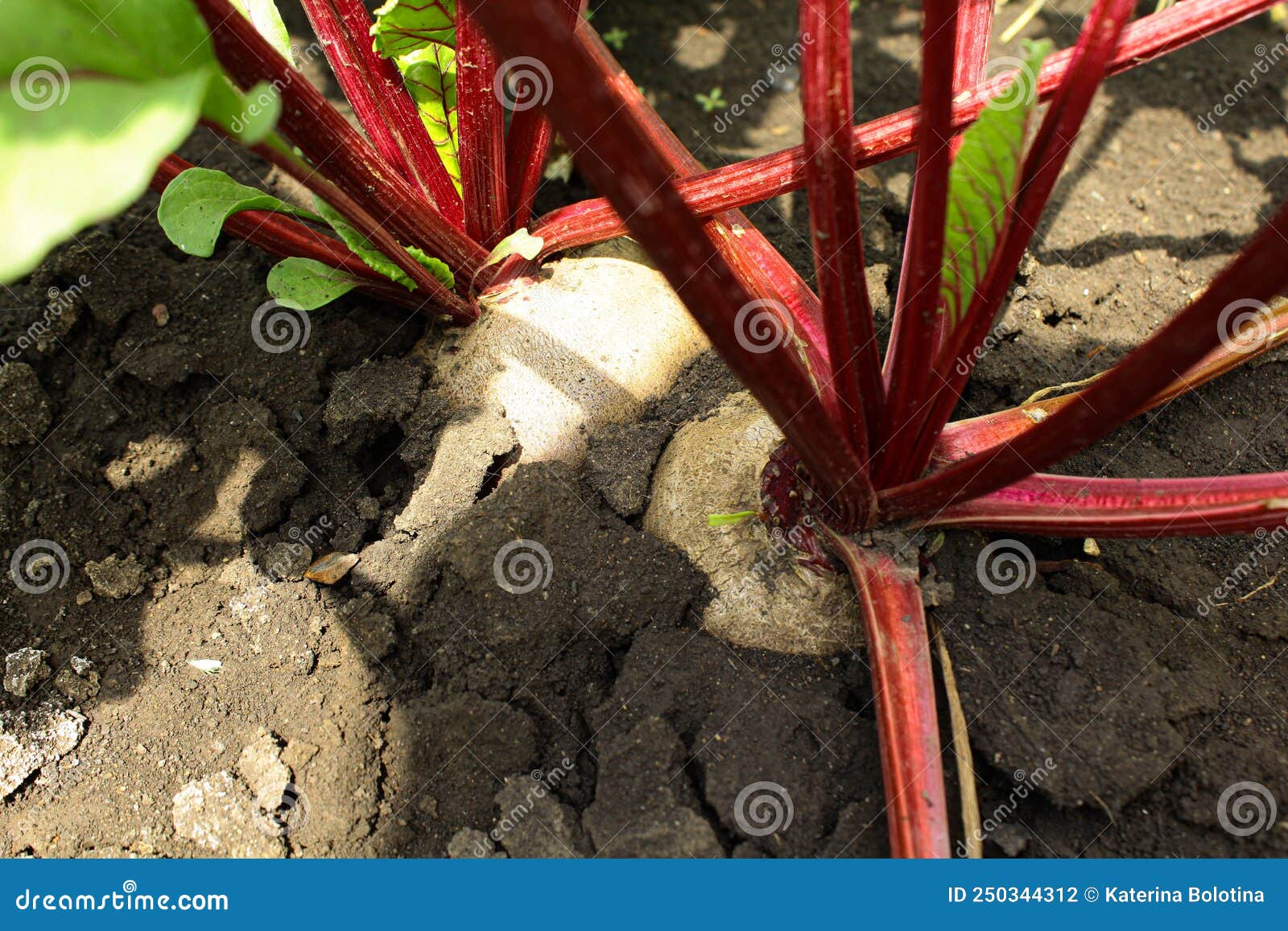 O Beets in the Ground Together Stock Photo - Image of ground, tree ...