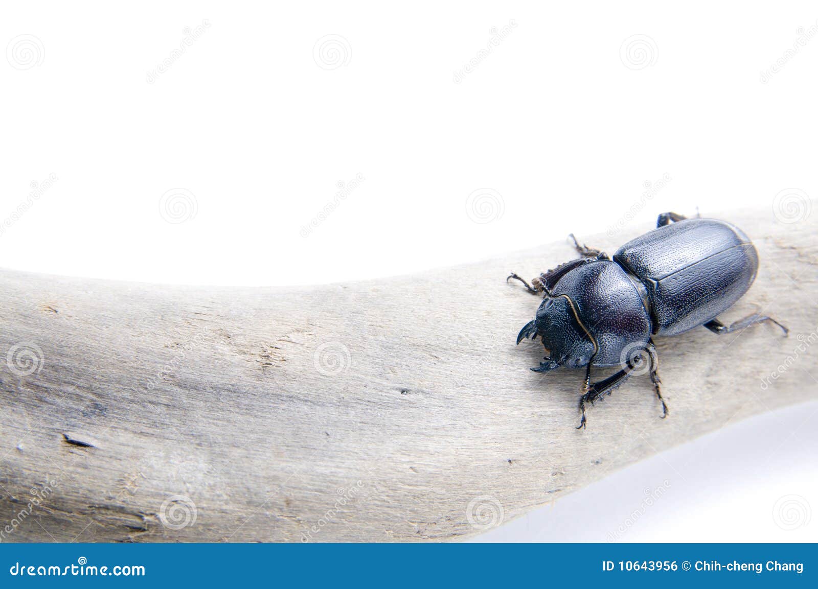 O besouro preto foto de stock. Imagem de madeira, fêmea - 10643956