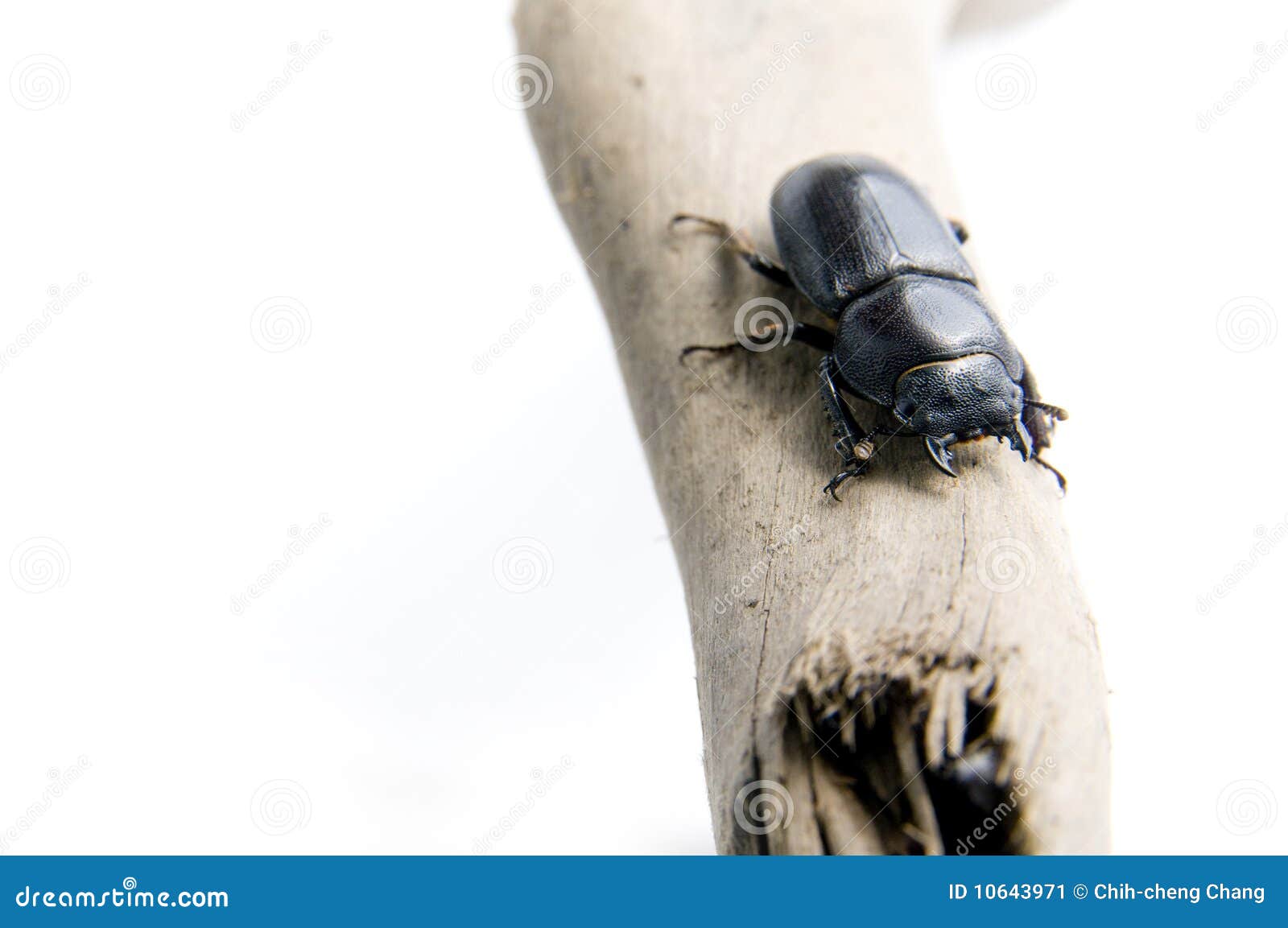 O besouro preto imagem de stock. Imagem de armadura, nave - 10643971