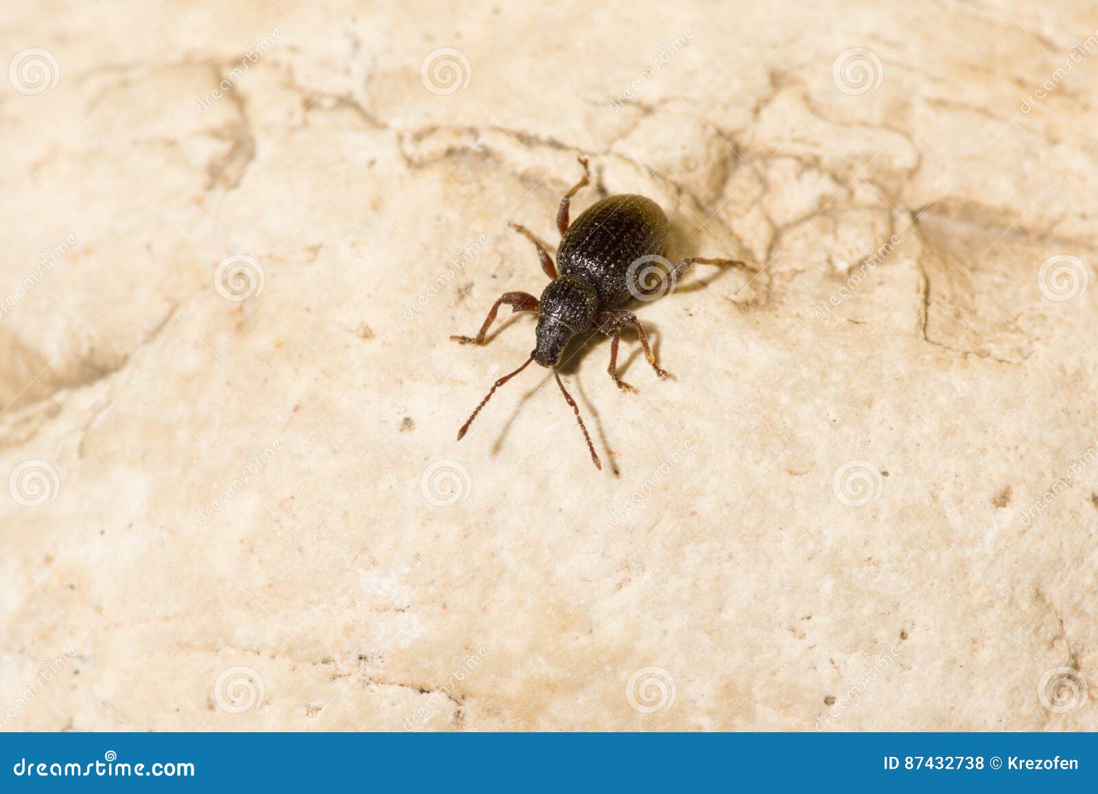 O besouro preto foto de stock. Imagem de quitina, pets - 87432738