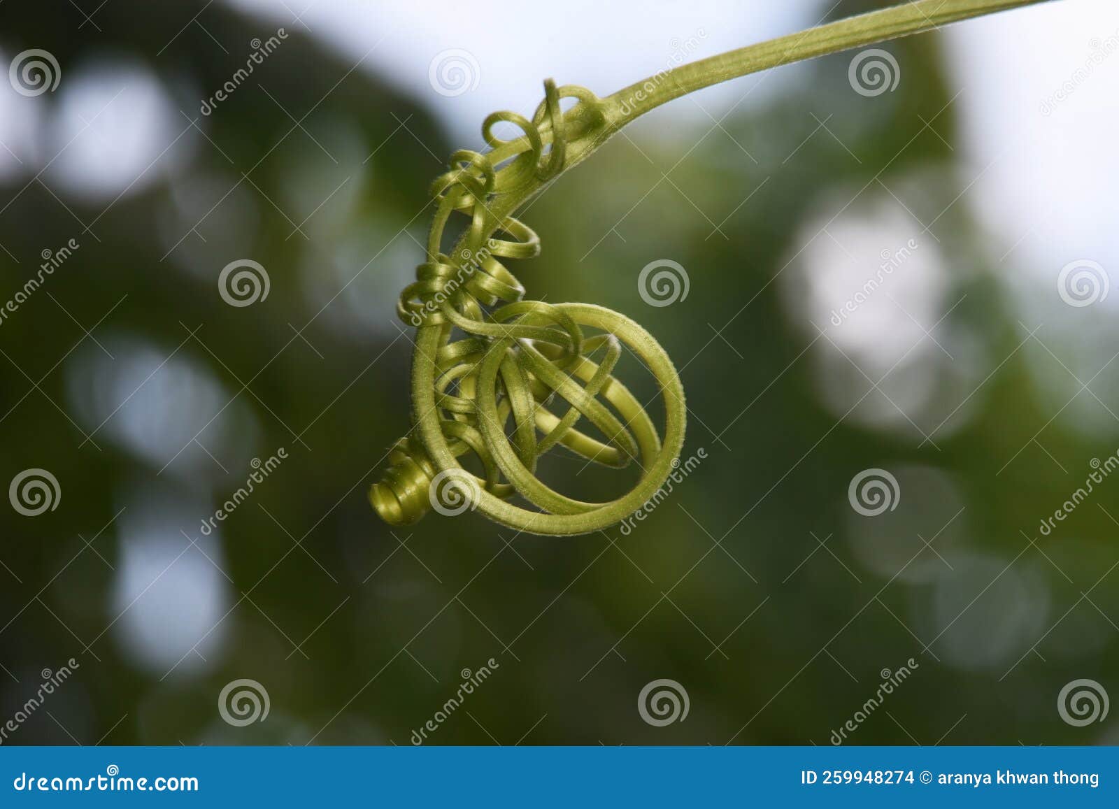 O Bigode Da Nuvem Com a Espiral Da Curva De Forma Com Fundo Natural ...