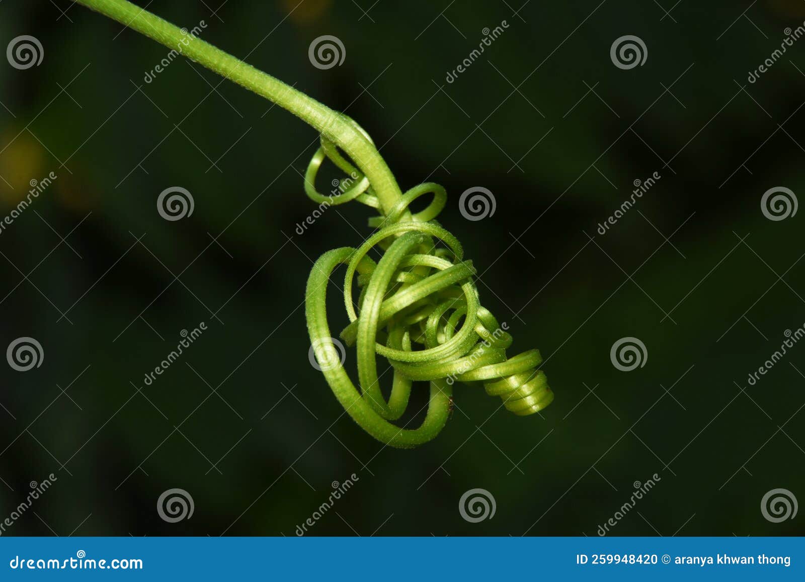 O Bigode Da Nuvem Com a Espiral Da Curva De Forma Com Fundo Natural ...