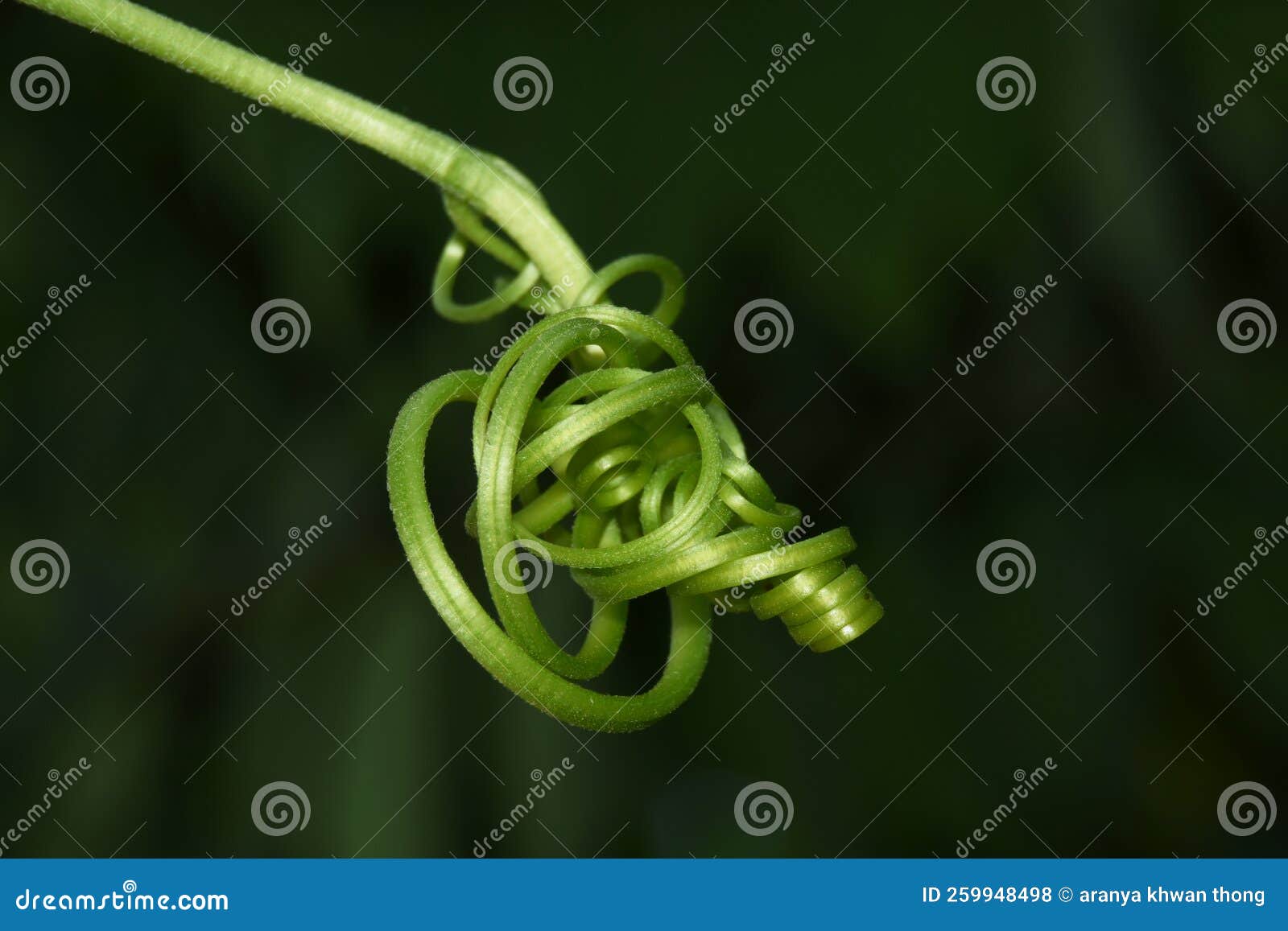 O Bigode Da Nuvem Com a Espiral Da Curva De Forma Com Fundo Natural ...