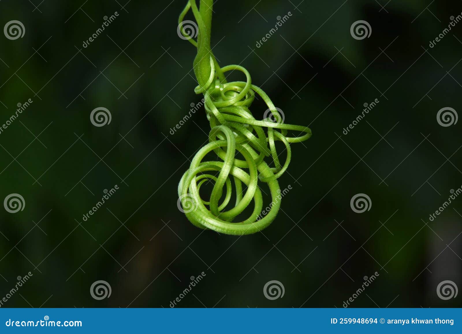O Bigode Da Nuvem Com a Espiral Da Curva De Forma Com Fundo Natural ...