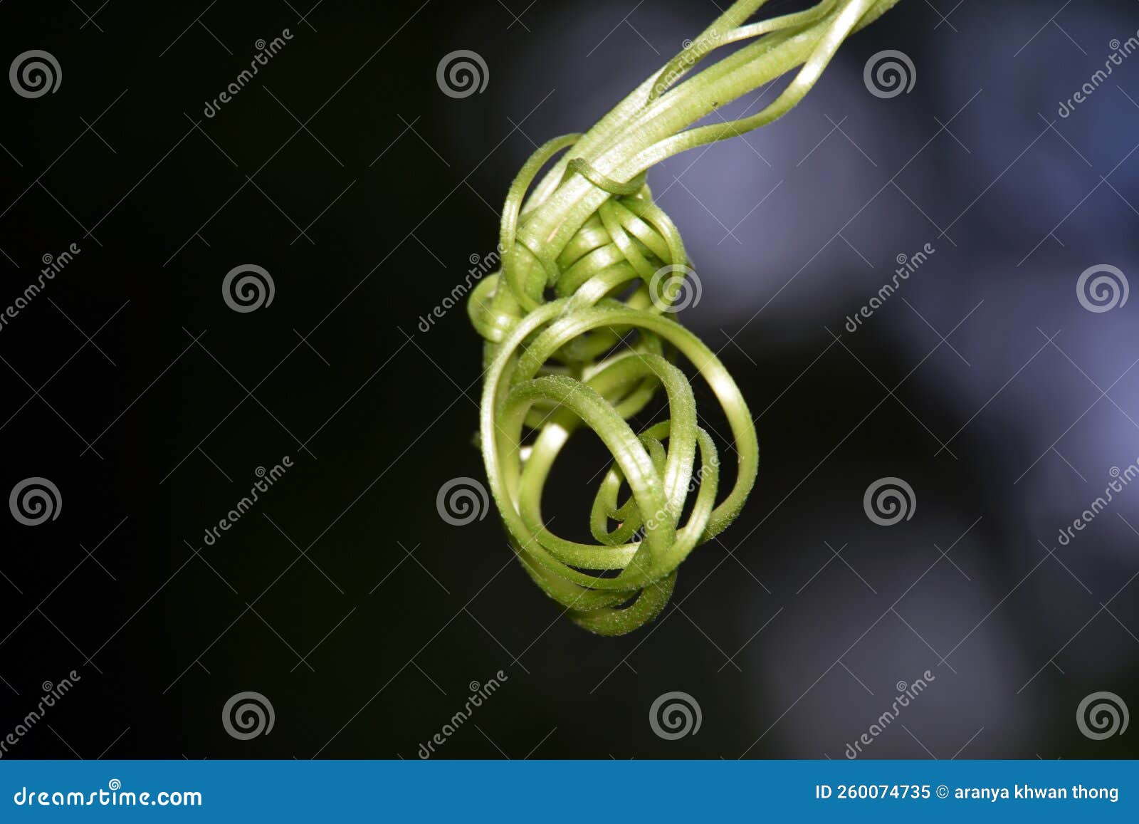 O Bigode Da Nuvem Com a Espiral Da Curva De Forma Com Fundo Natural ...