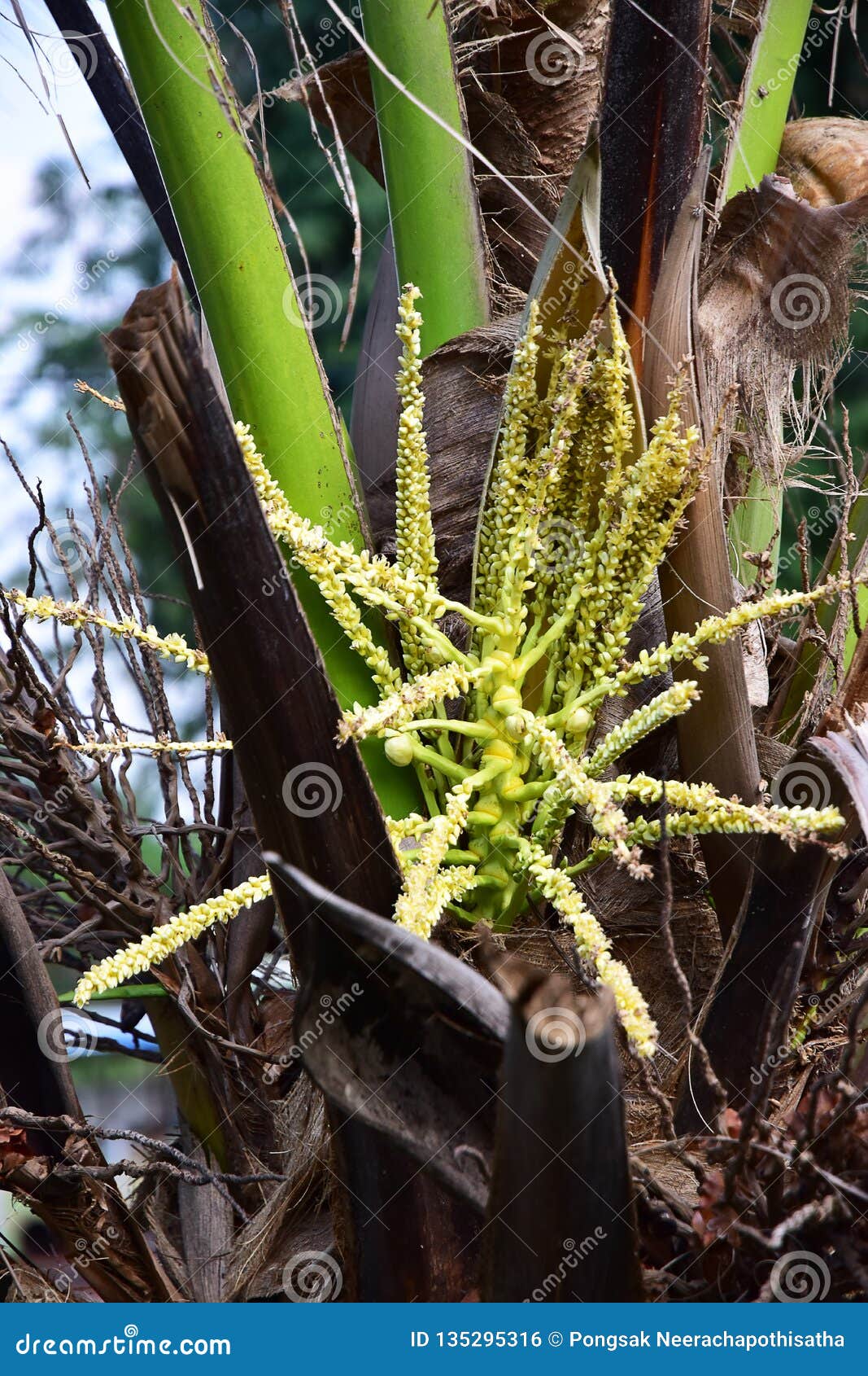 O Bonito Da Flor Do Coco Com a Abelha Foto de Stock - Imagem de nave ...