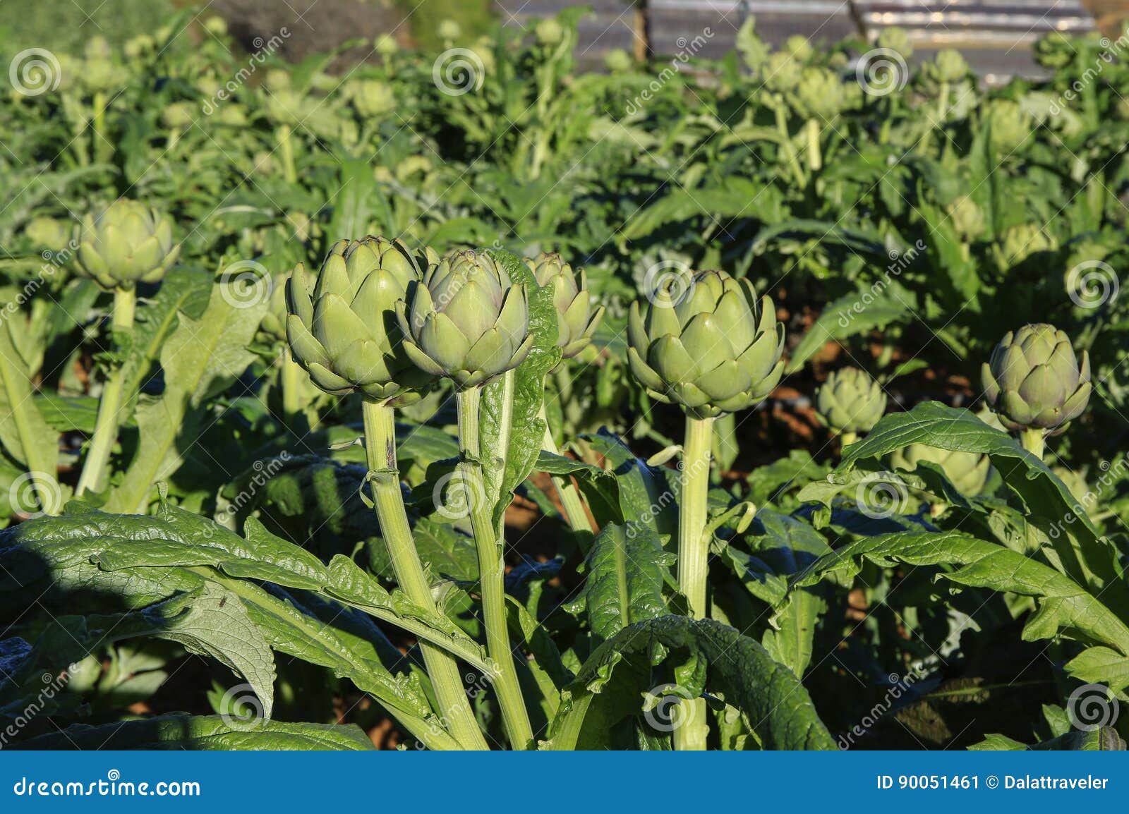 O Campo Da Planta De Alcachofras Cresce Imagem de Stock - Imagem de ...