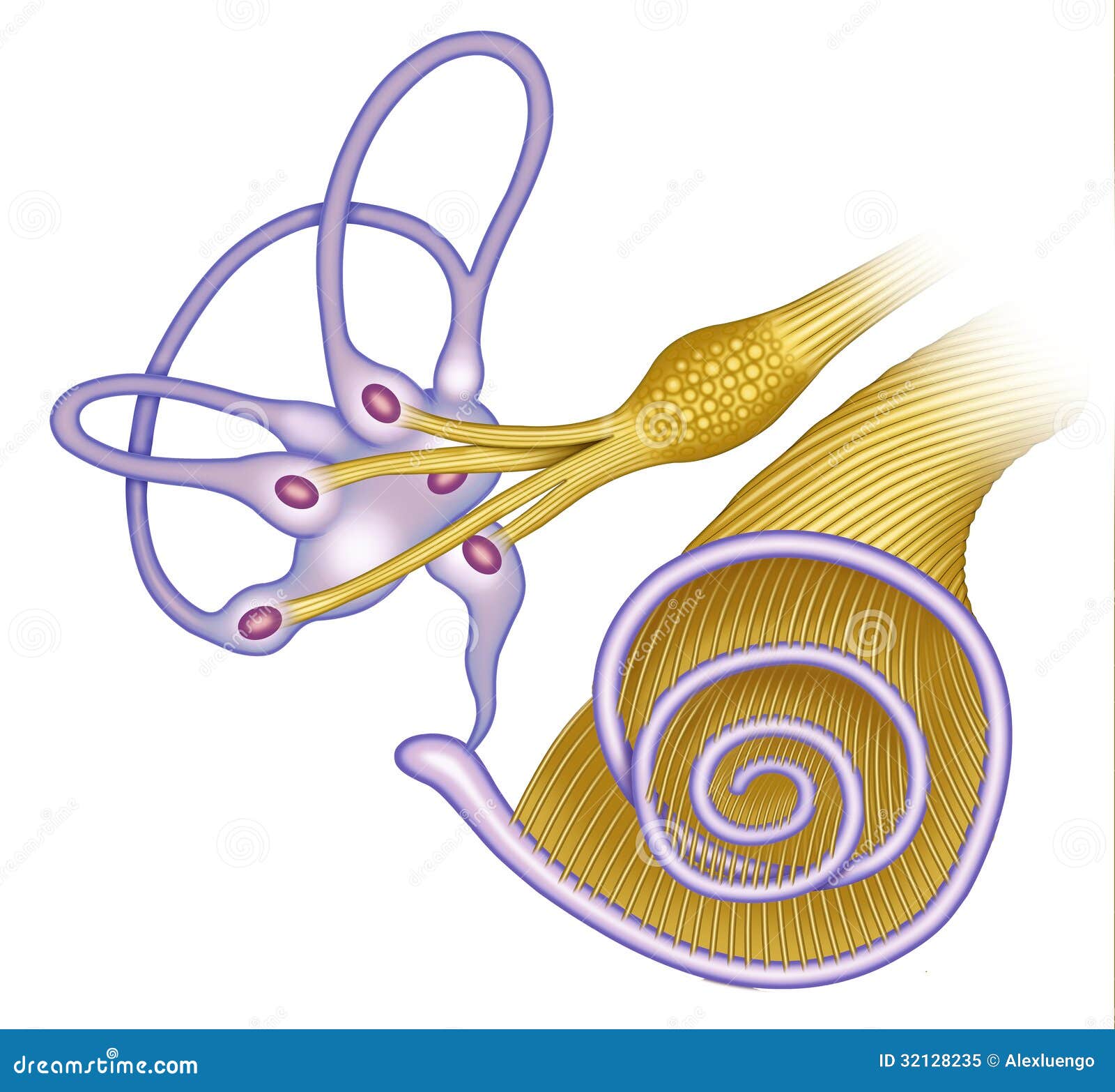 O canal da cóclea ilustração stock. Ilustração de médio - 32128235