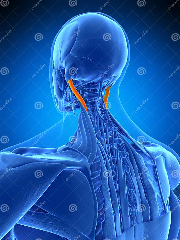 O capitis longissimus ilustração stock. Ilustração de artwork - 72487491