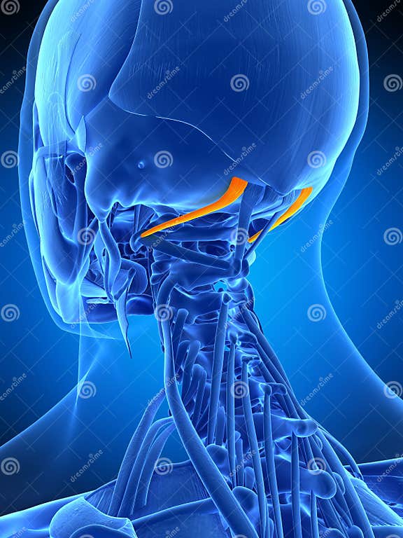 O Capitis Superior Obliquus Ilustração Stock - Ilustração de superior ...