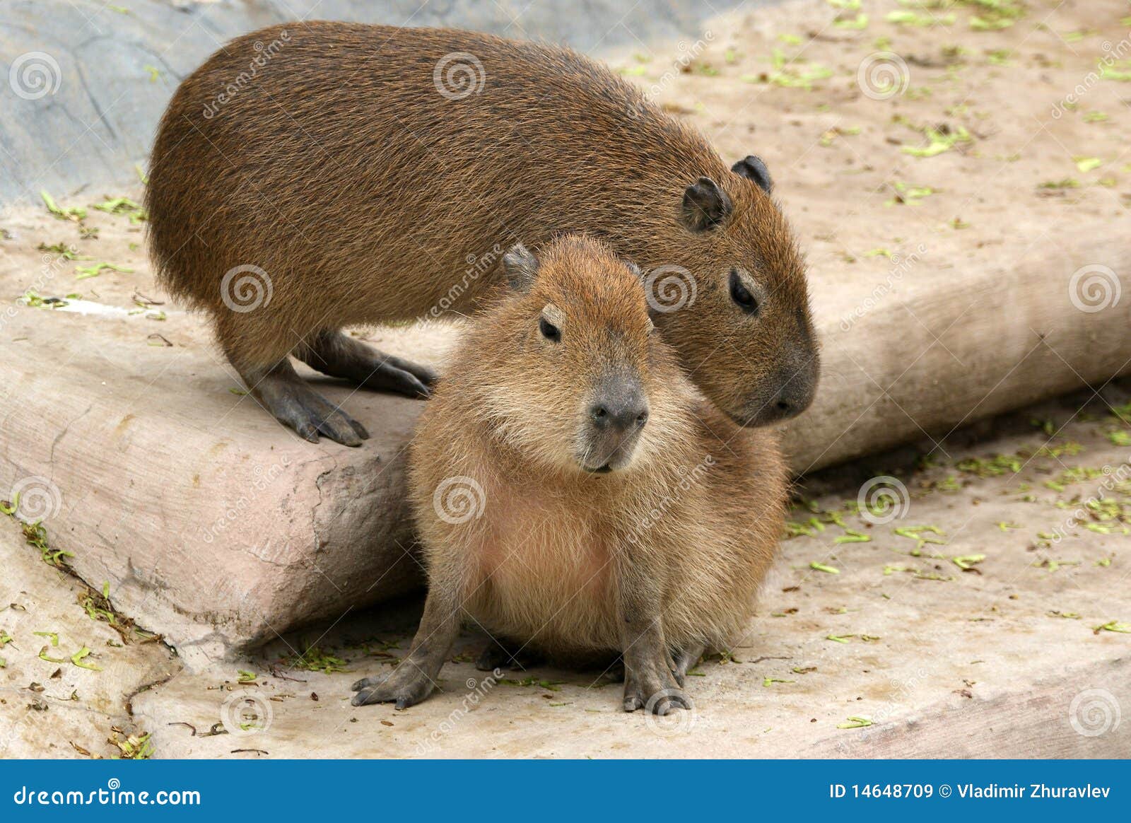 O Castor Europeu Ou Castor Do Eurasian Imagem de Stock - Imagem de ...