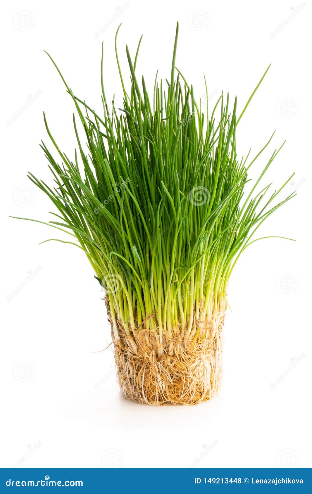 O Cebolinho Planta Com As Raizes Isoladas No Branco Foto de Stock ...