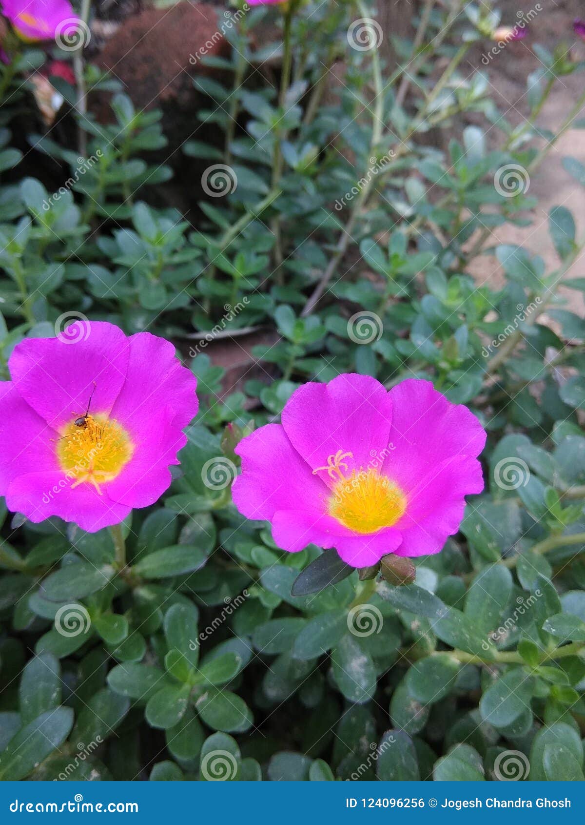 9 o clock flower stock photo. Image of village, indian - 124096256