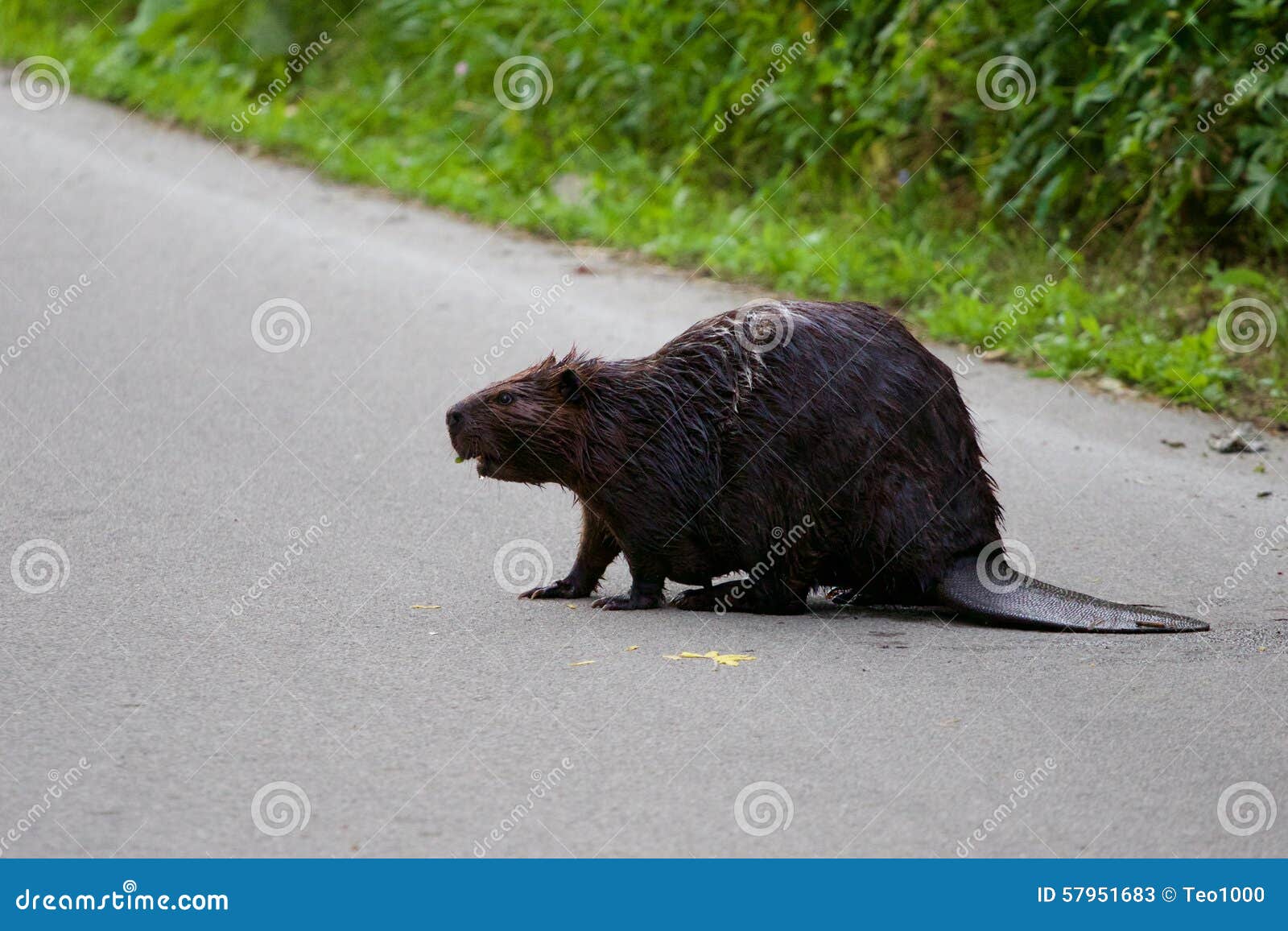 O Close-up Do Castor Norte-americano Imagem de Stock - Imagem de roedor ...