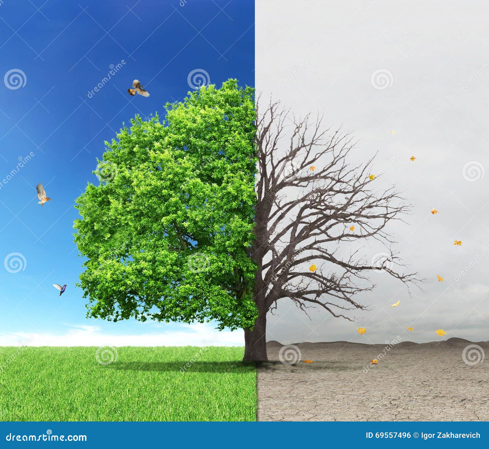 O Conceito Da Vida E Da Morte Foto de Stock - Imagem de crescimento ...