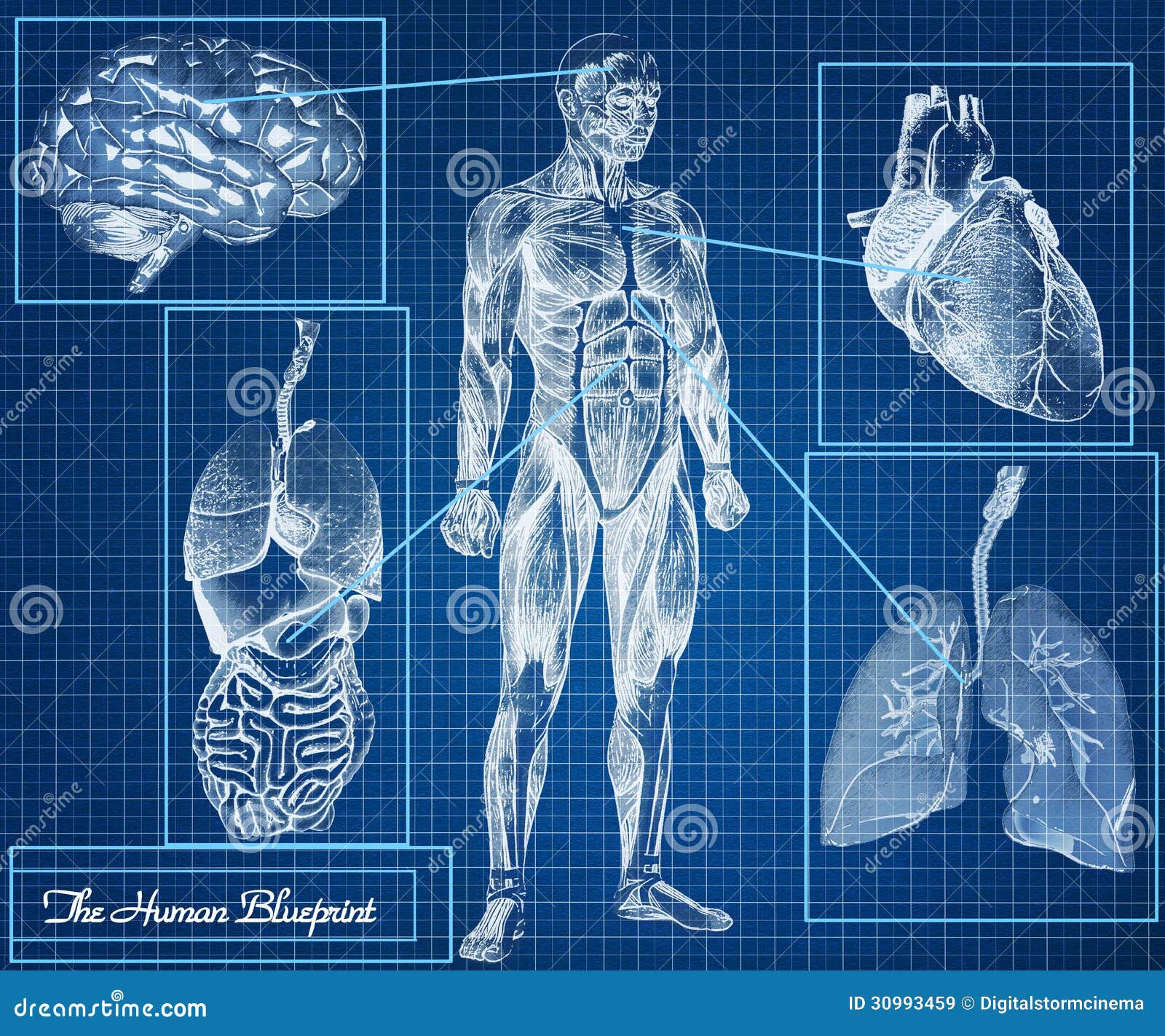O Conceito Humano Do Modelo Ilustração Stock - Ilustração de neurologia ...