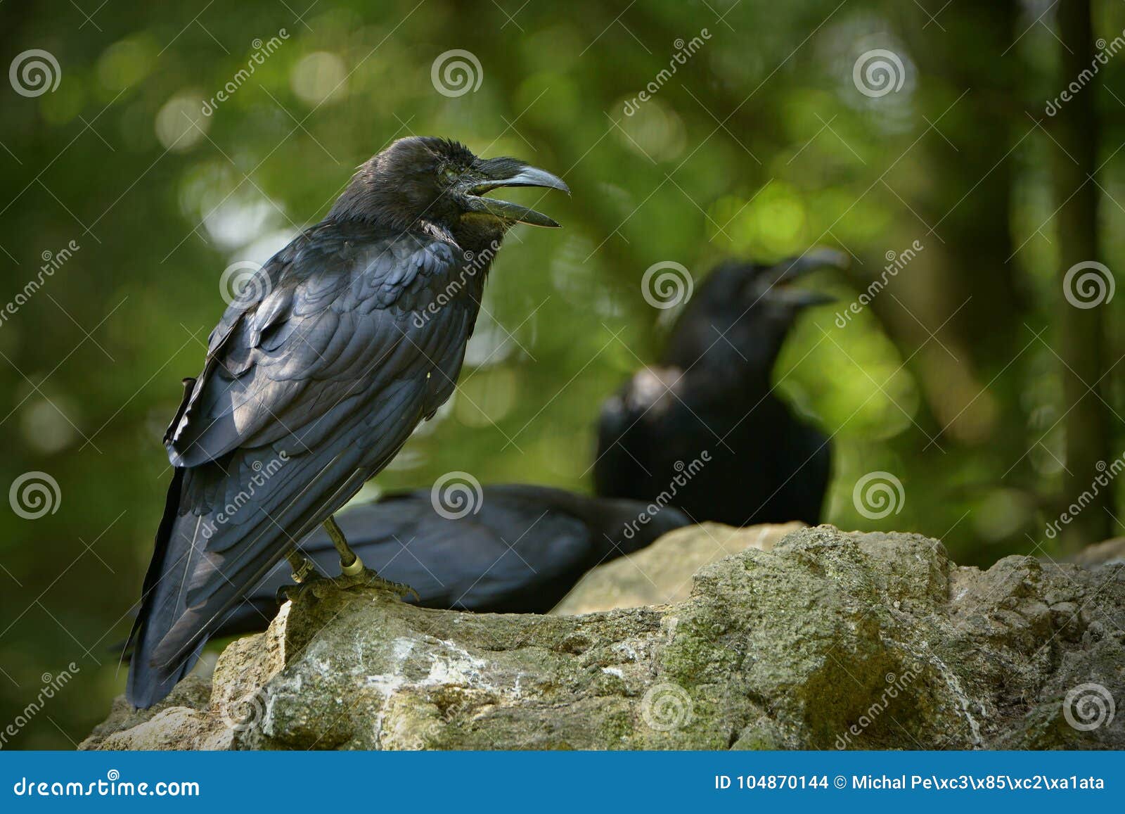 O Corax Comum Do Corvus Do Corvo, Igualmente Conhecido Como O Corvo Do ...