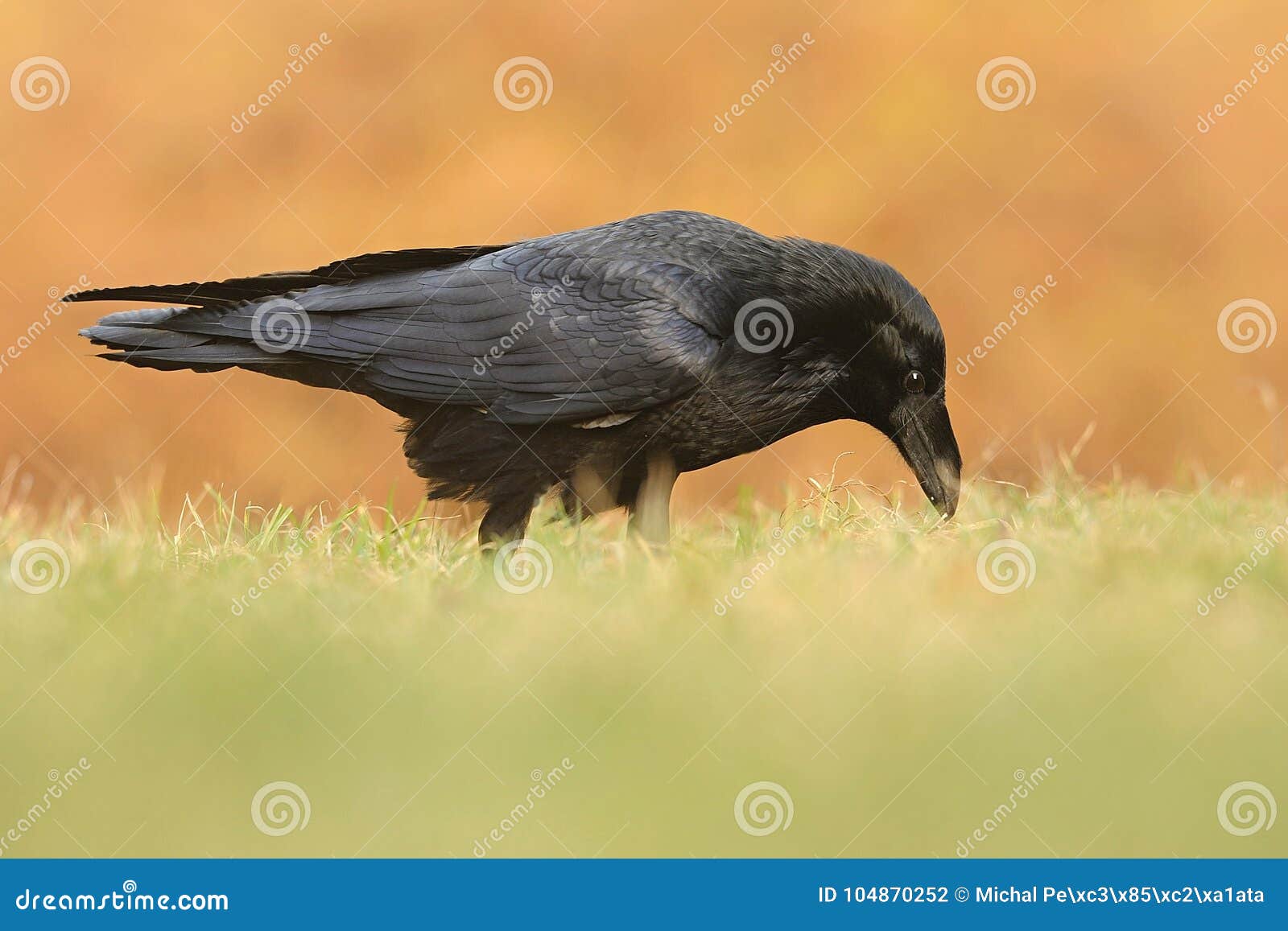 O Corax Comum Do Corvus Do Corvo, Igualmente Conhecido Como O Corvo Do ...