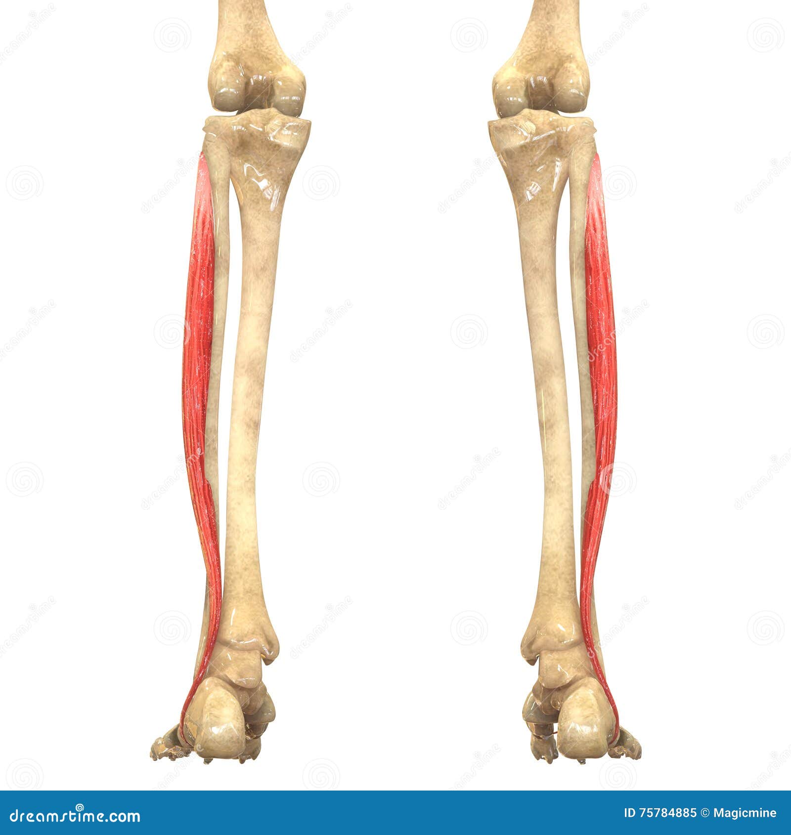 O Corpo Humano Muscles a Anatomia (Peroneus Longus) Ilustração Stock ...