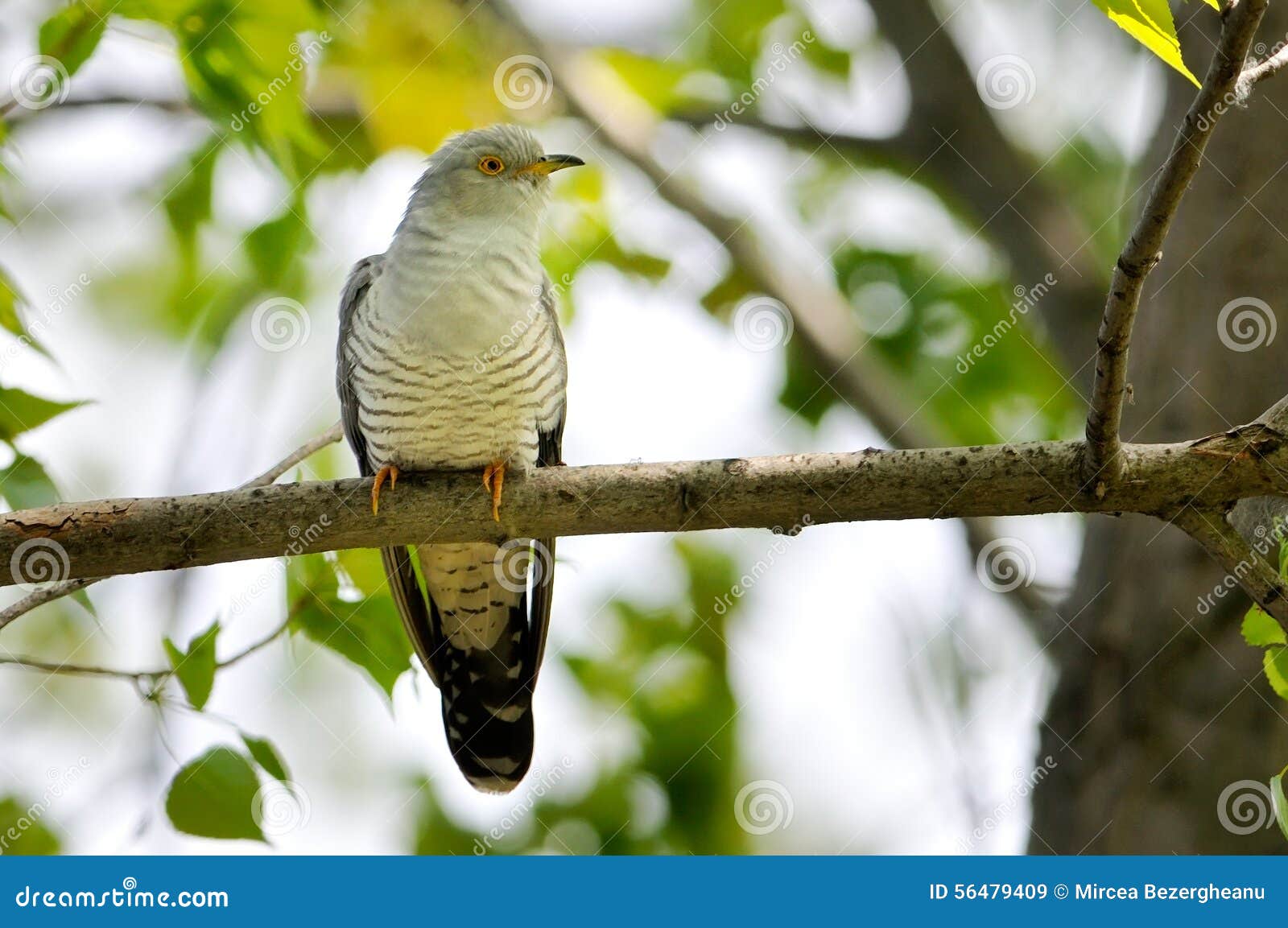 O Cuco Comum (canorus Do Cuculus) Imagem de Stock - Imagem de wildlife ...
