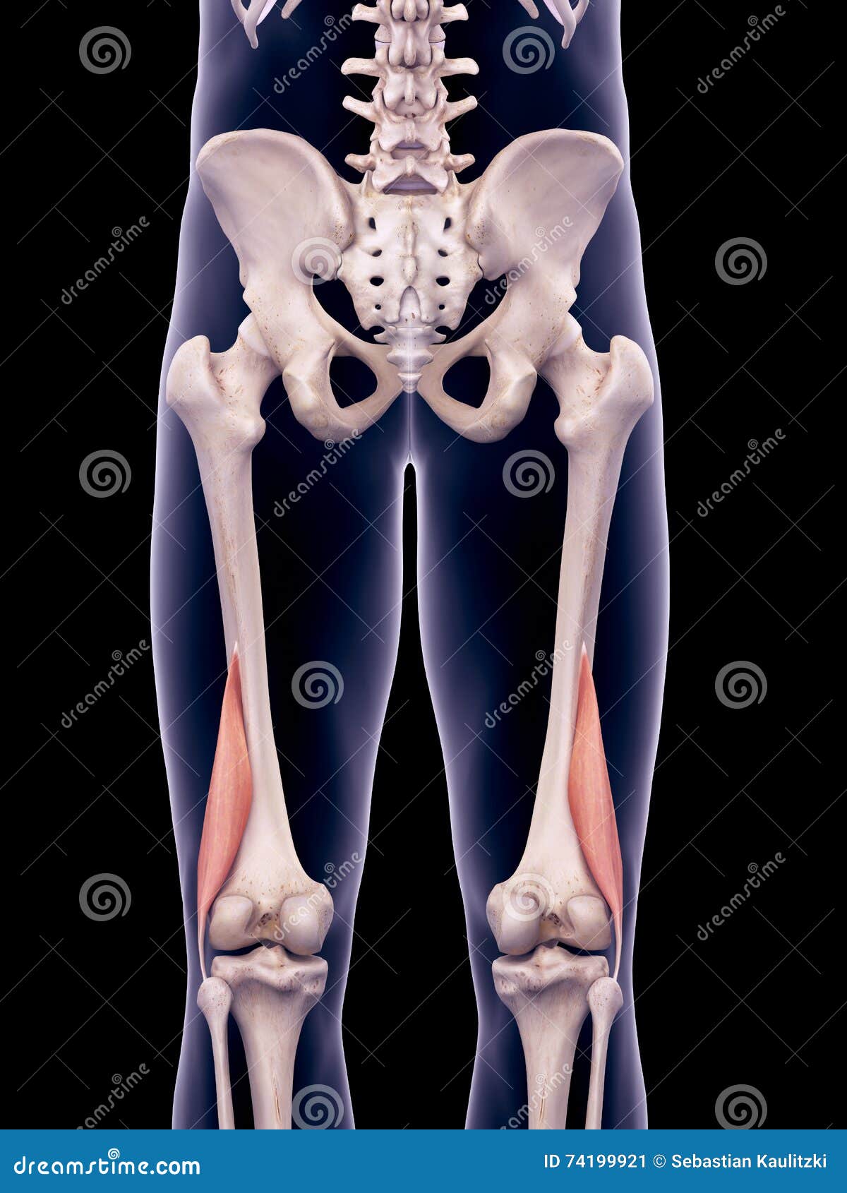 O curto femoris do bíceps ilustração stock. Ilustração de macho - 74199921