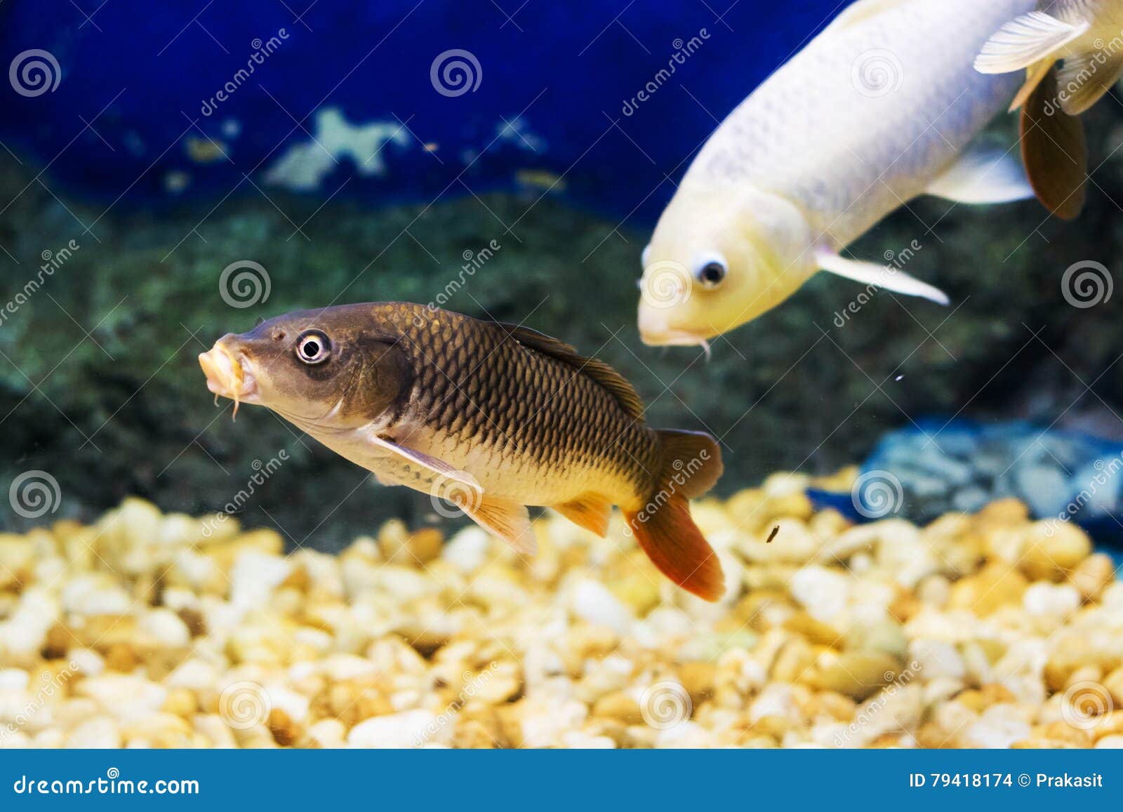 O Cyprinus Comum Carpio Da Carpa Foto de Stock - Imagem de colheita ...