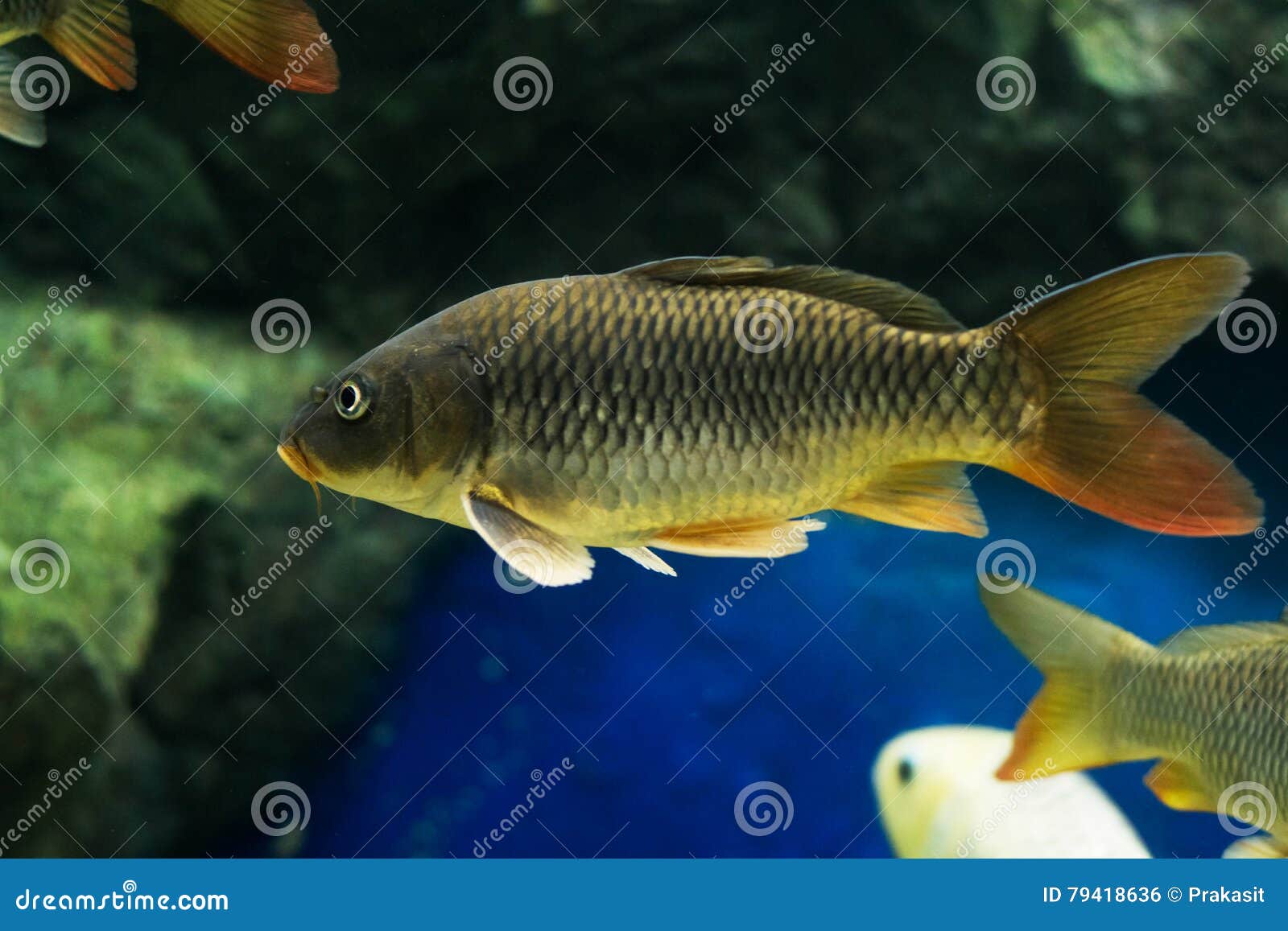O Cyprinus Comum Carpio Da Carpa Foto de Stock - Imagem de colheita ...