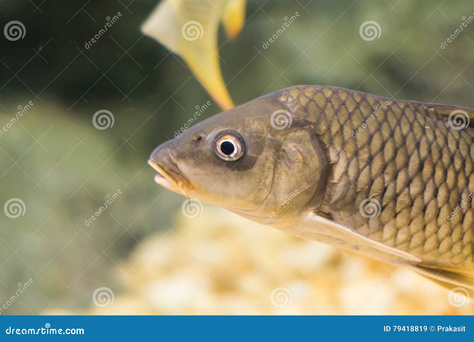 O Cyprinus Comum Carpio Da Carpa Imagem de Stock - Imagem de travar ...