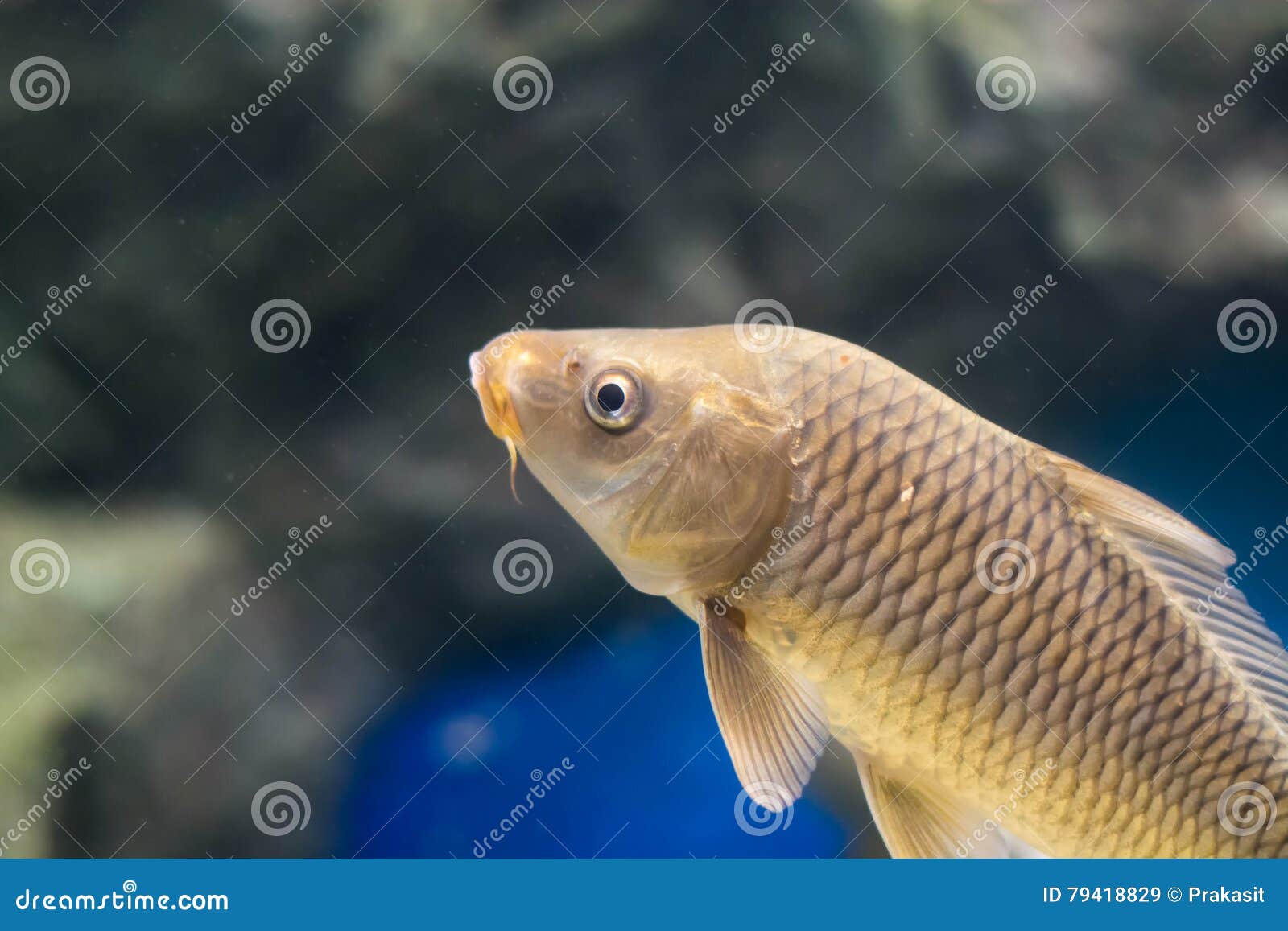 O Cyprinus Comum Carpio Da Carpa Imagem de Stock - Imagem de nave ...