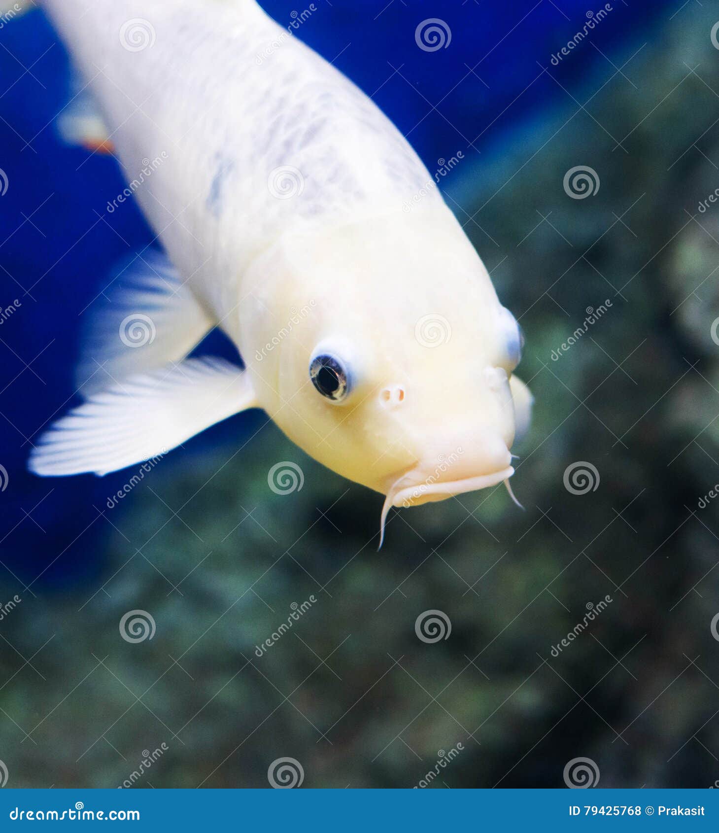 O Cyprinus Comum Carpio Da Carpa Foto de Stock - Imagem de peixes ...