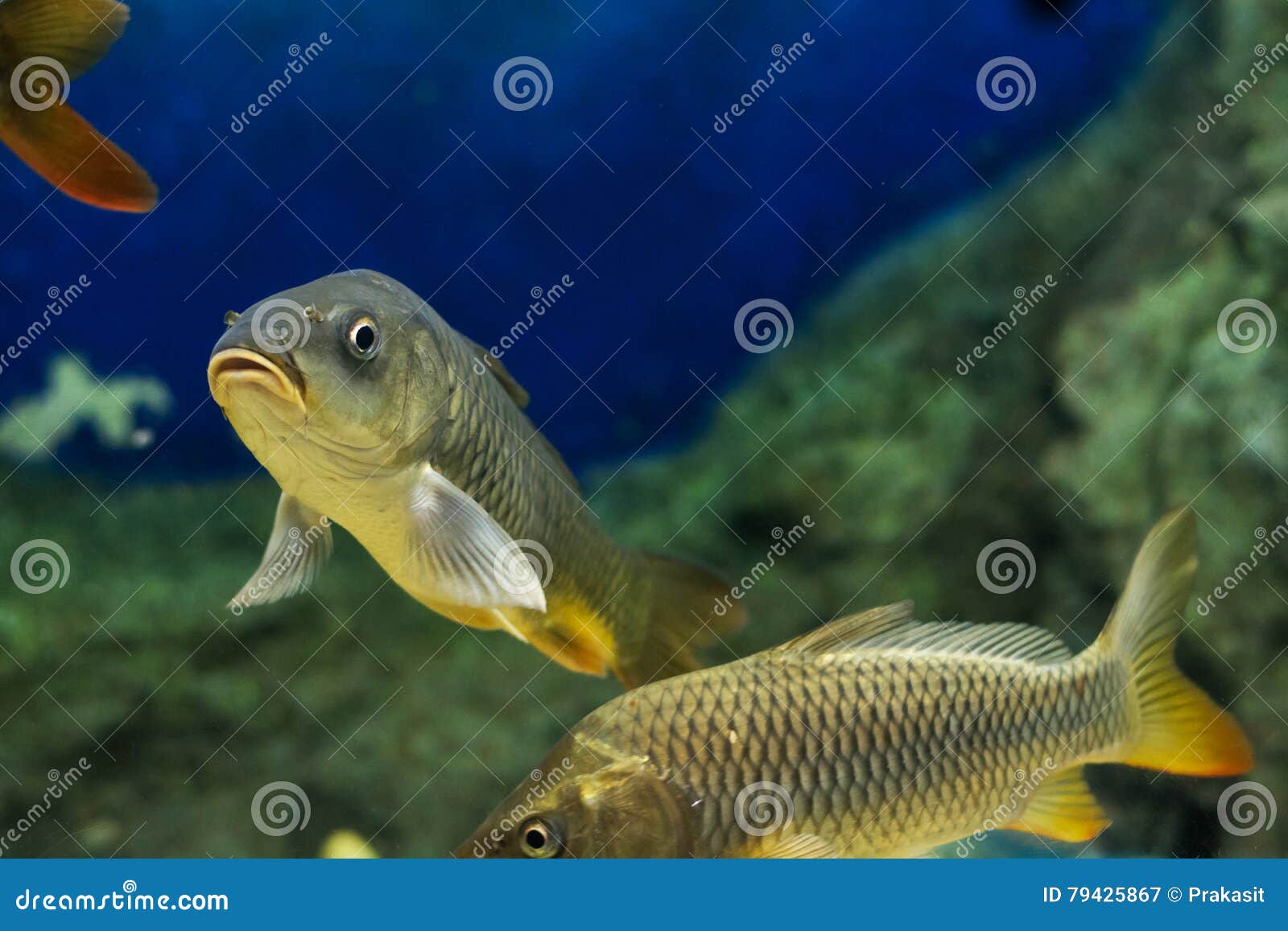 O Cyprinus Comum Carpio Da Carpa Imagem de Stock - Imagem de prendedor ...