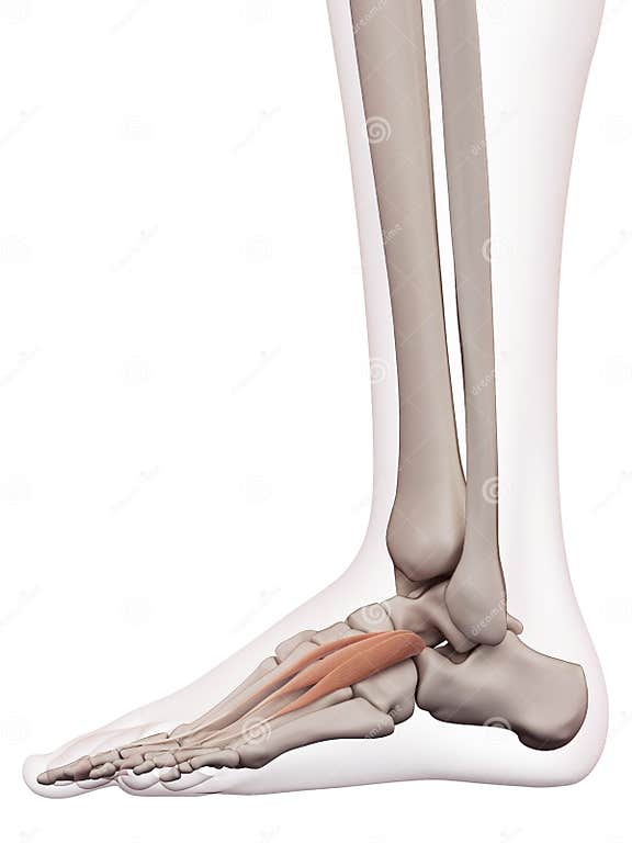 O Digitorum Do Extensor Brevis Ilustração Stock - Ilustração de ciência ...