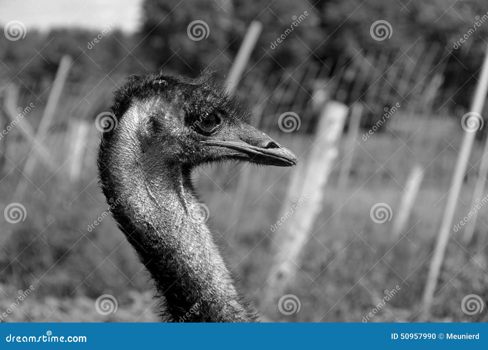 O ema foto de stock. Imagem de maior, inquirir, campo - 50957990