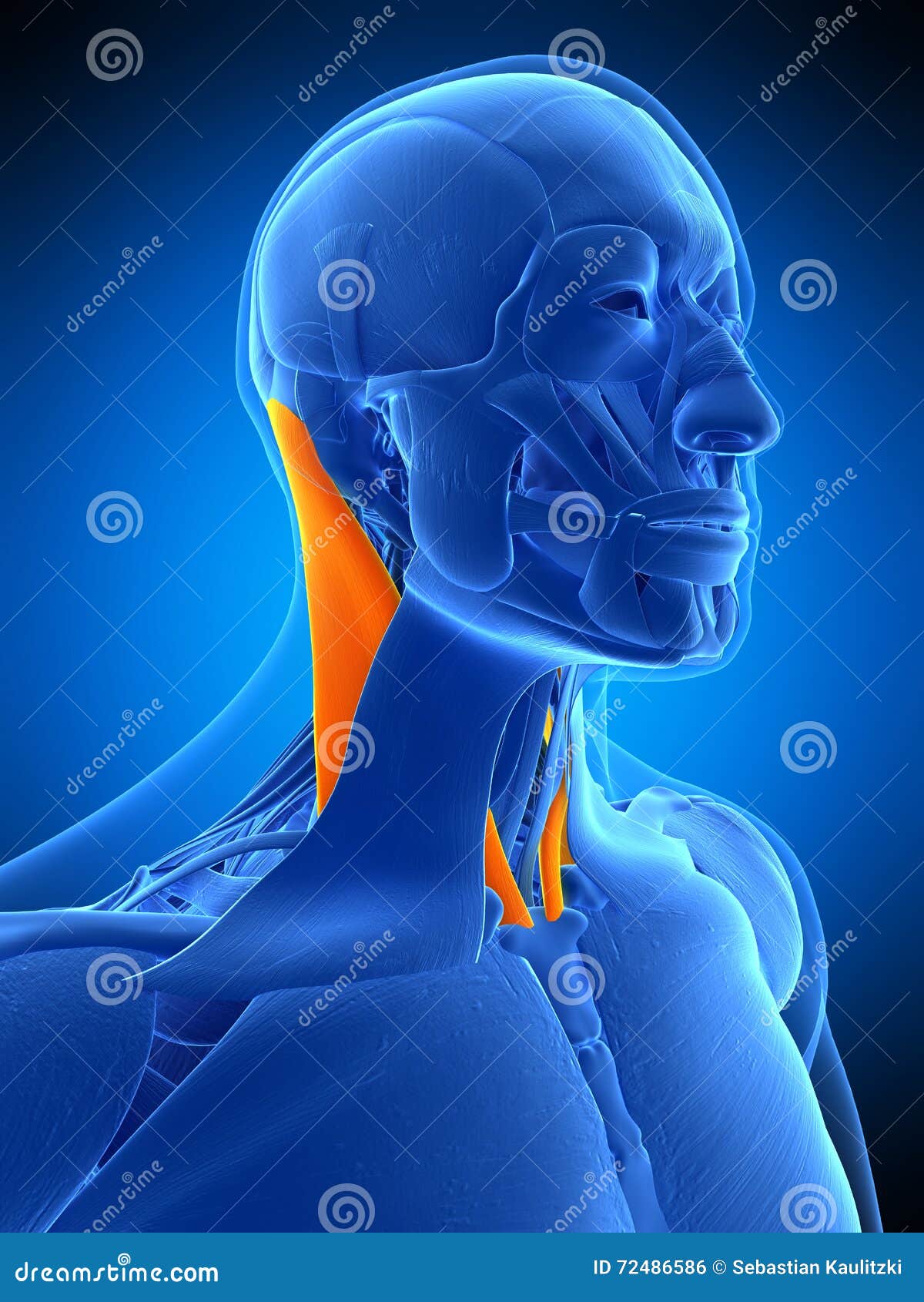 O esternocleidomastóideo ilustração stock. Ilustração de ciência - 72486586