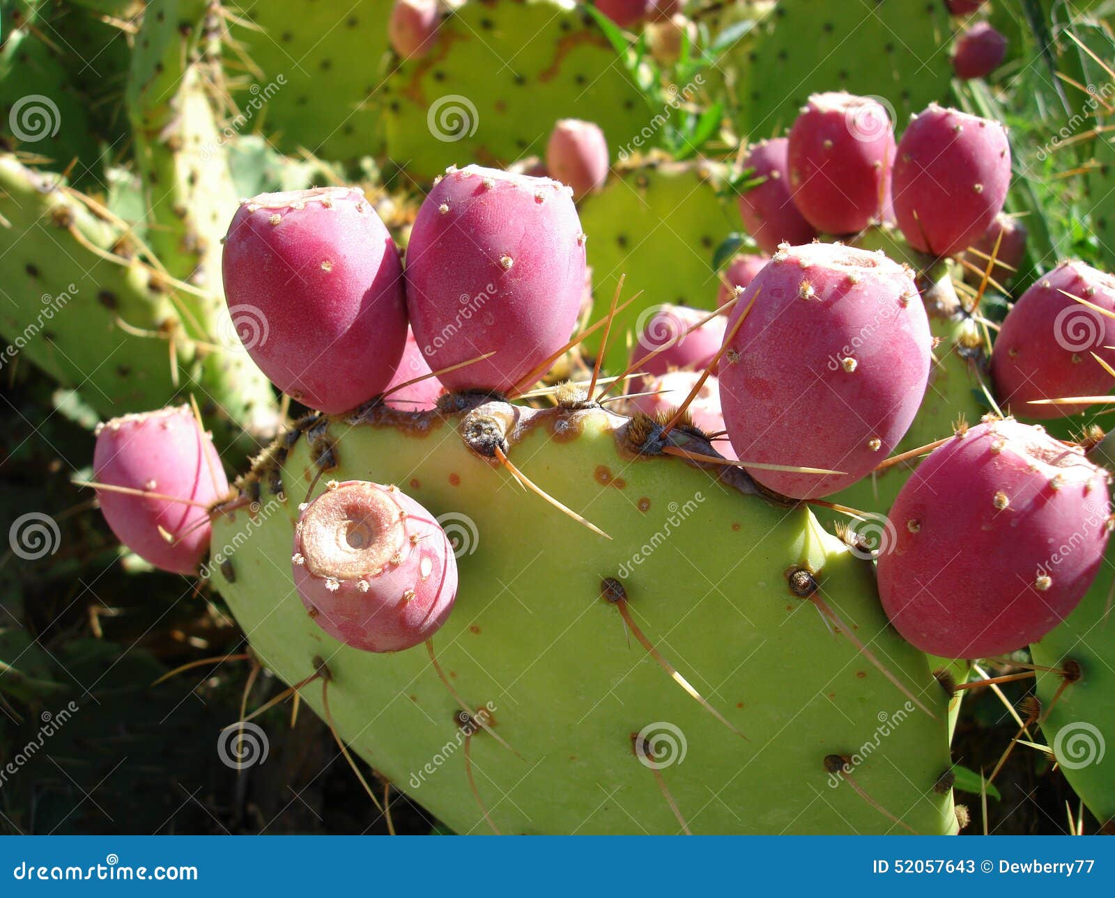 O fruto de um cacto imagem de stock. Imagem de espinhos - 52057643