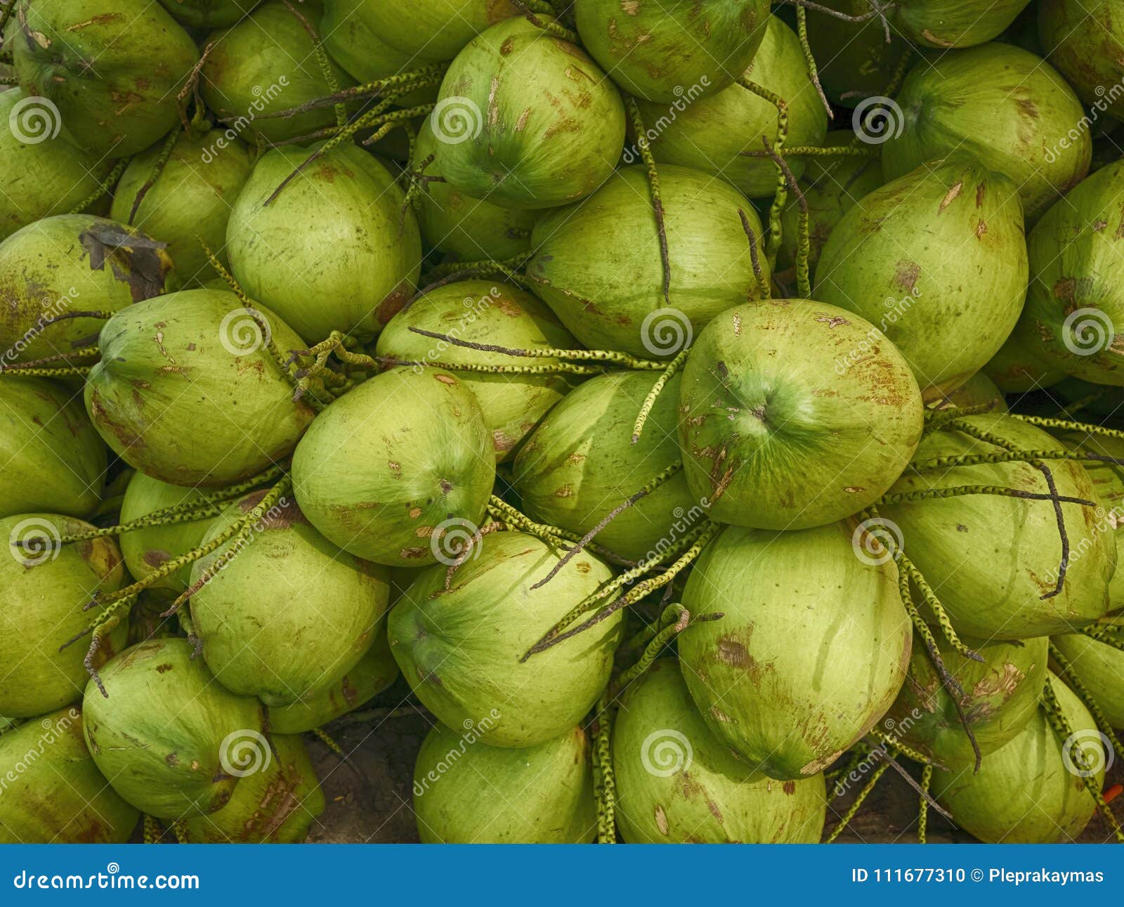 O Fruto Do Coco, a Textura E O Coco Do Fundo Frutificam Foto de Stock ...