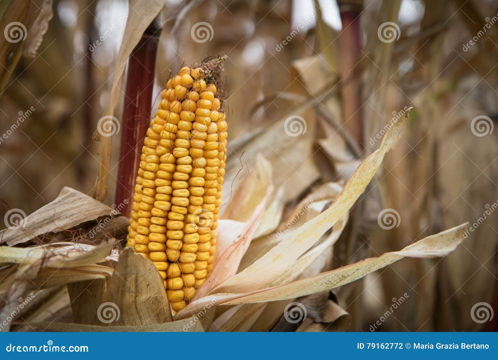 O Fruto Do Milho Antes Da Colheita Foto de Stock - Imagem de fruta ...
