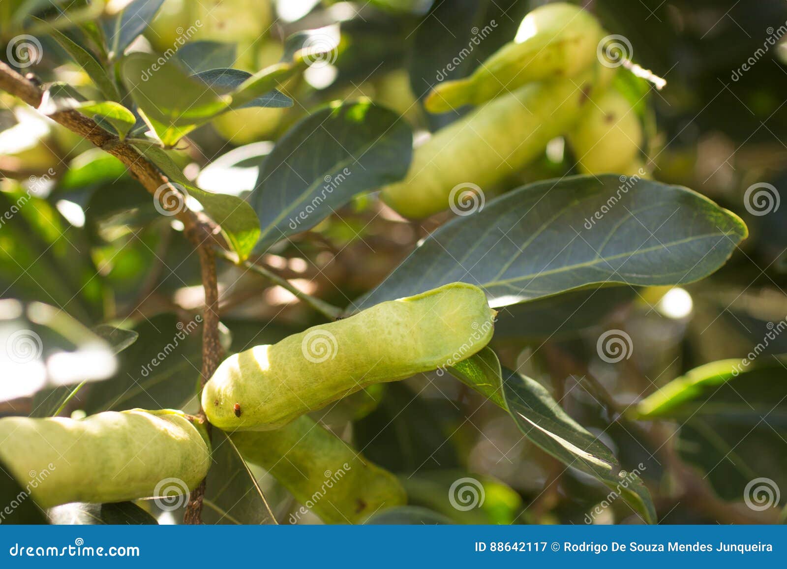 O Fruto Peruano Chamou O Feuilleei De Pacay Inga Imagem de Stock ...