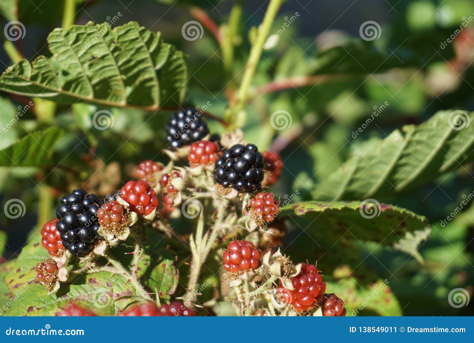 O Fruto Proibido Dos Espinhos Imagem de Stock - Imagem de terra, defina ...