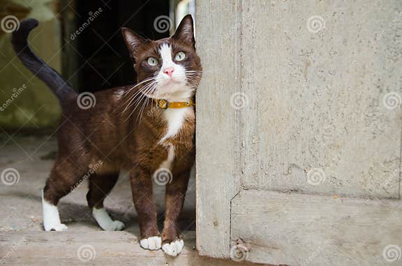 O gato da dúvida foto de stock. Imagem de sozinho, casa - 27792458
